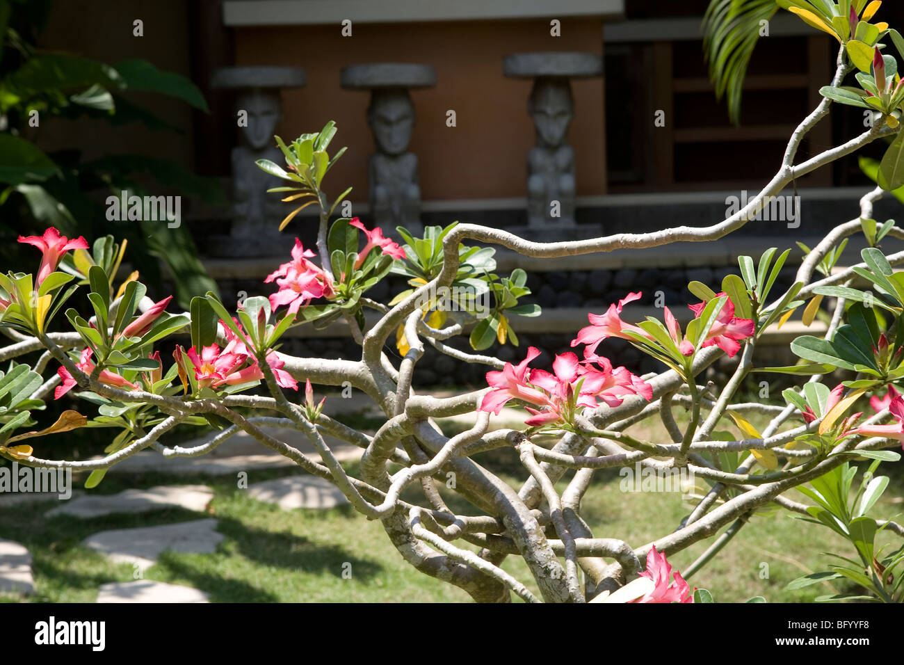 Frangipani, Garden, Bunga Desa Villa, Bali Stock Photo - Alamy