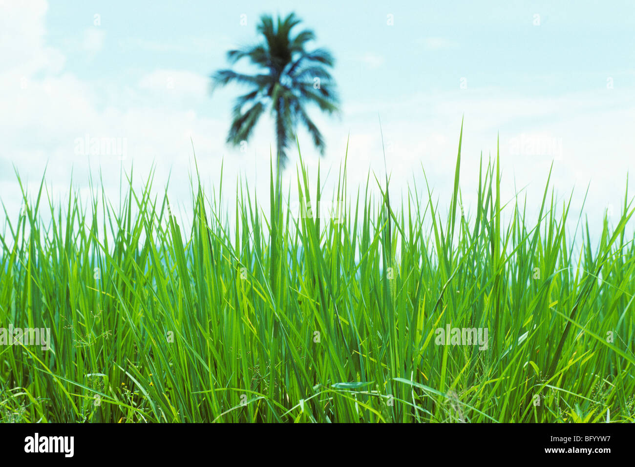 Rice paddies and palm tree in northern Thailand Stock Photo - Alamy