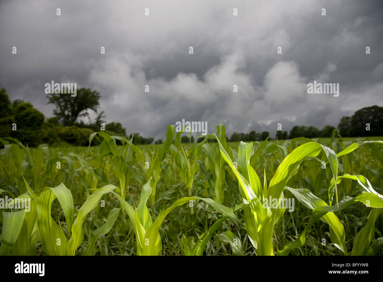 Rain clouds over new crops Stock Photo - Alamy
