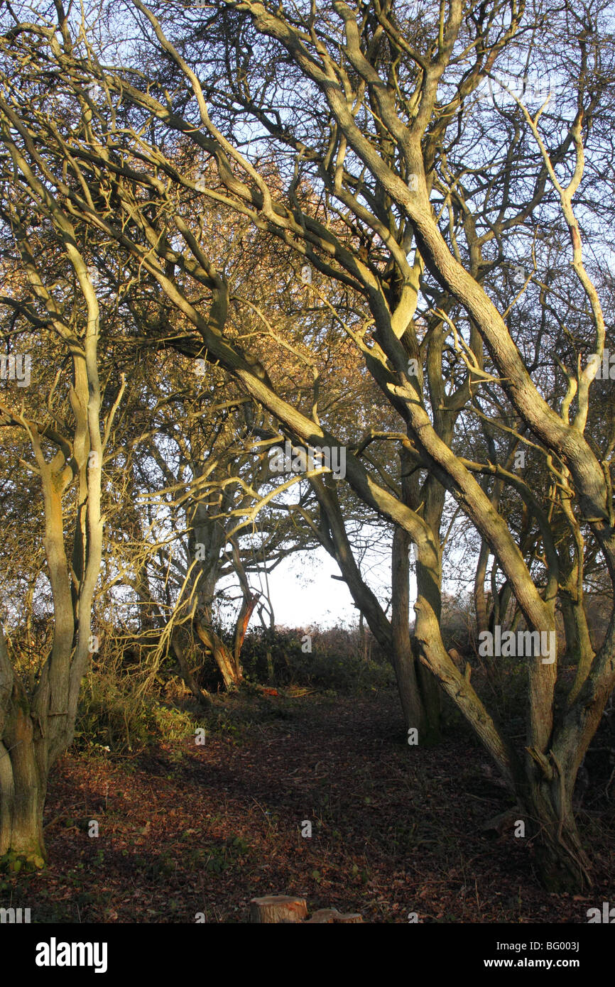 Aston rowant hi-res stock photography and images - Alamy