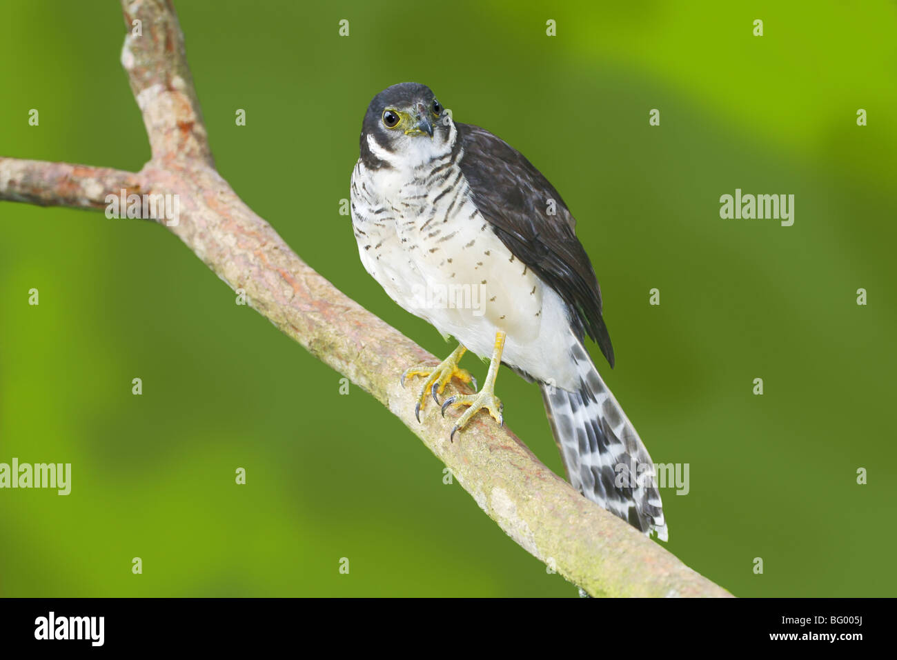 Tropical falcon hi-res stock photography and images - Alamy