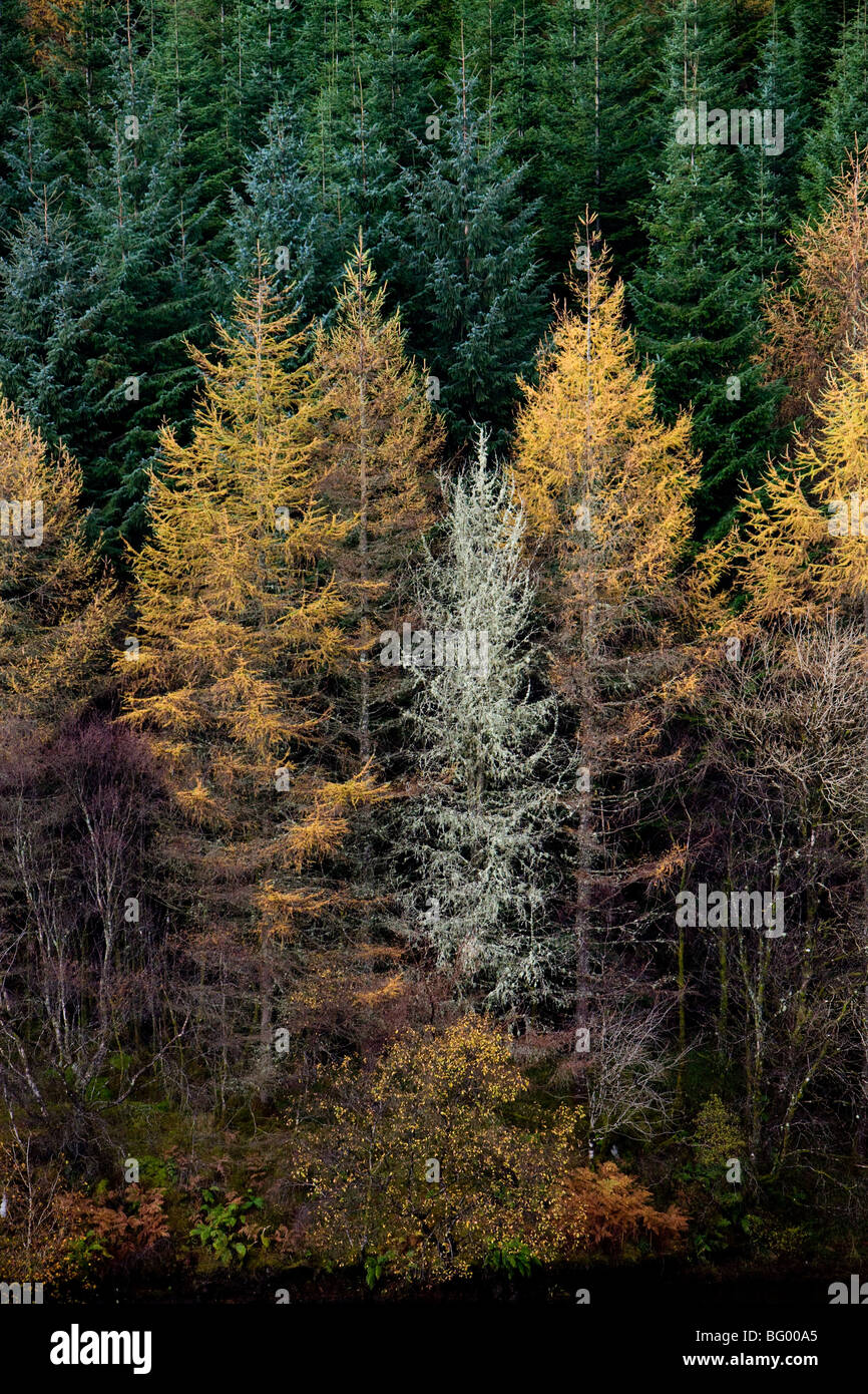 Forestation hi-res stock photography and images - Alamy