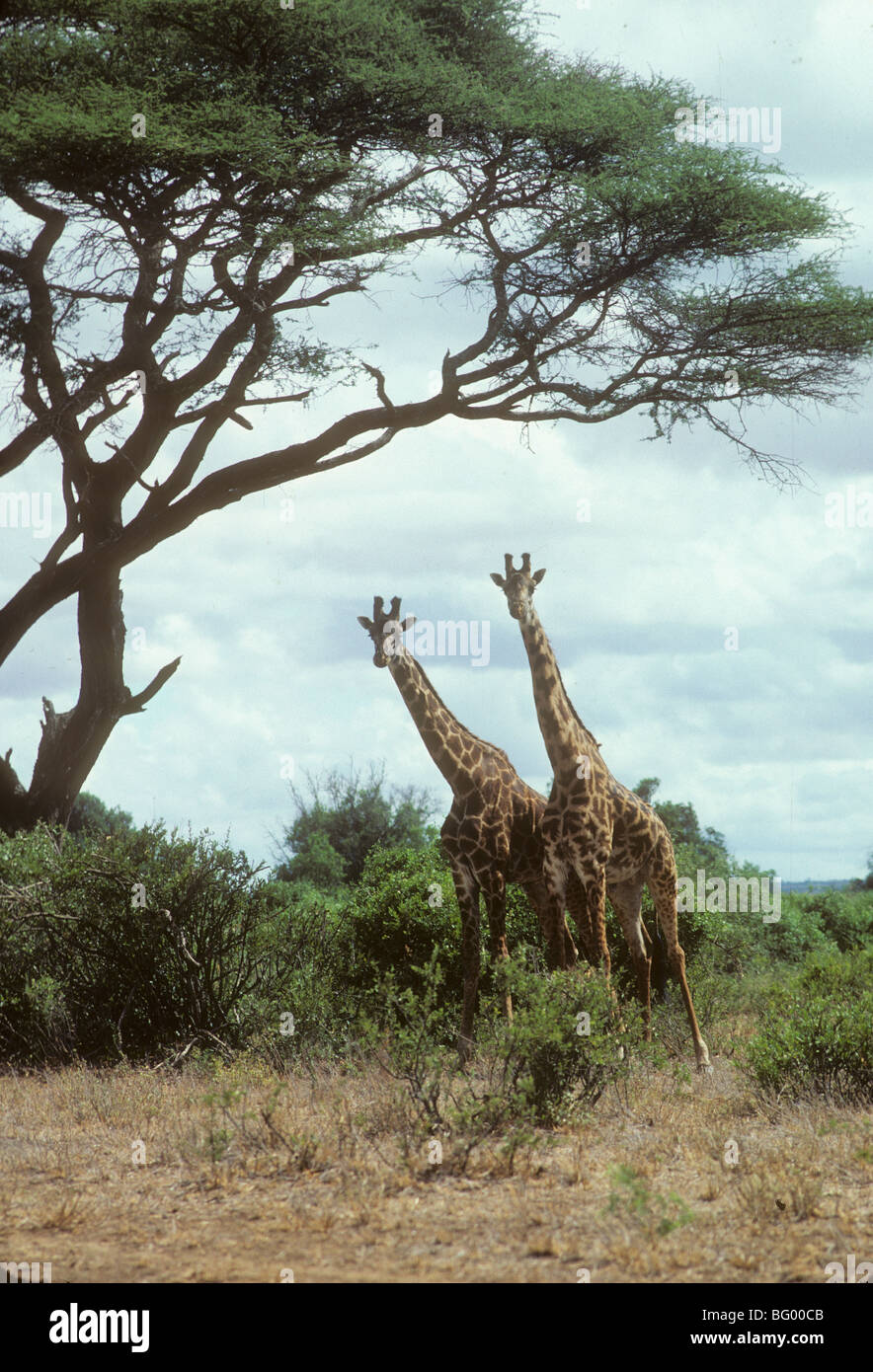Giraffes, Amboseli National Park, Kenya Stock Photo - Alamy