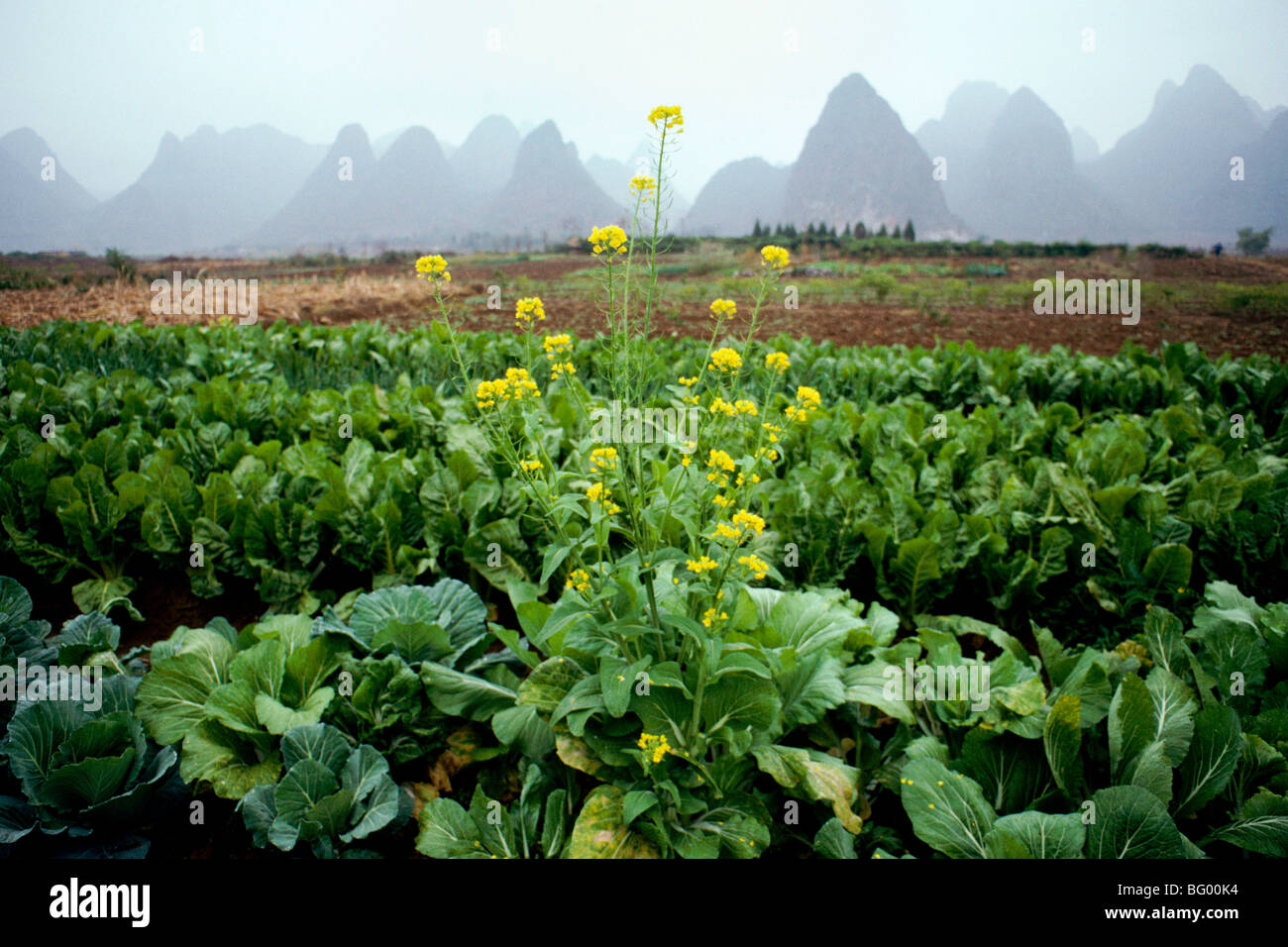 A single radish plant stands out in the agricultural fields in front of ...