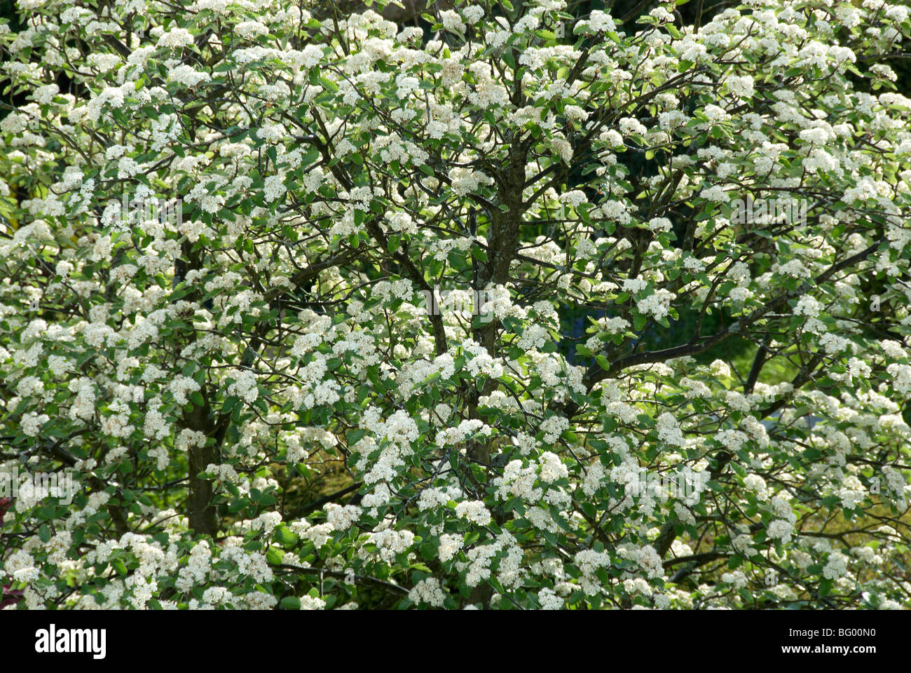 Tree flowers in rain hi-res stock photography and images - Alamy