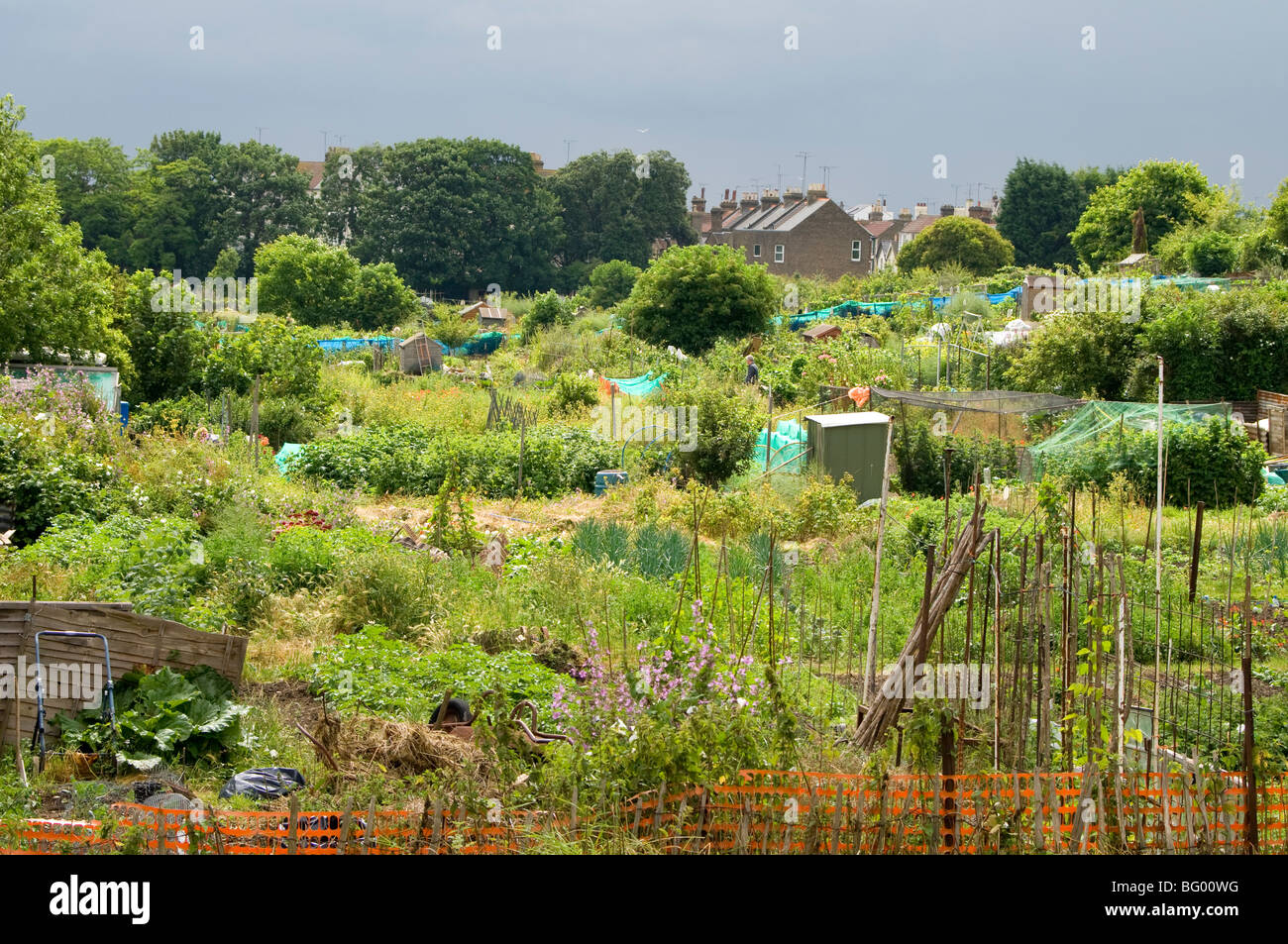 Allotment plots with terraced housing in the background and a stormy ...