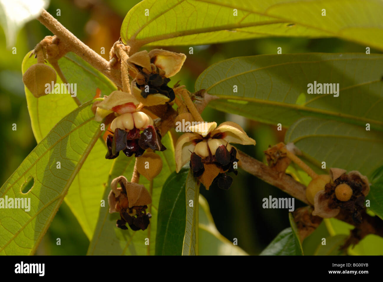 Cupuaçu fruit hi-res stock photography and images - Alamy