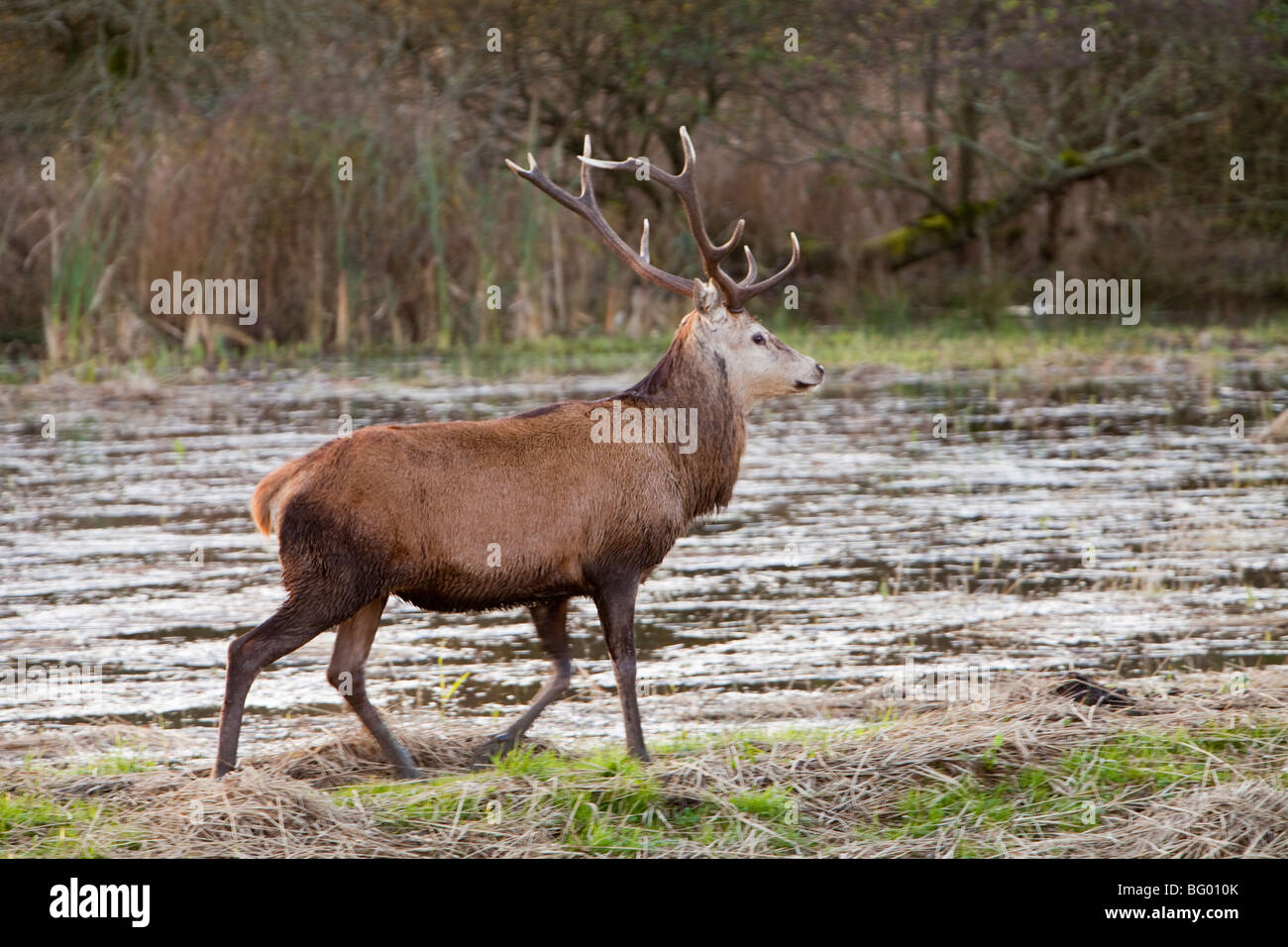 Pond deer bird High Resolution Stock Photography and Images - Alamy