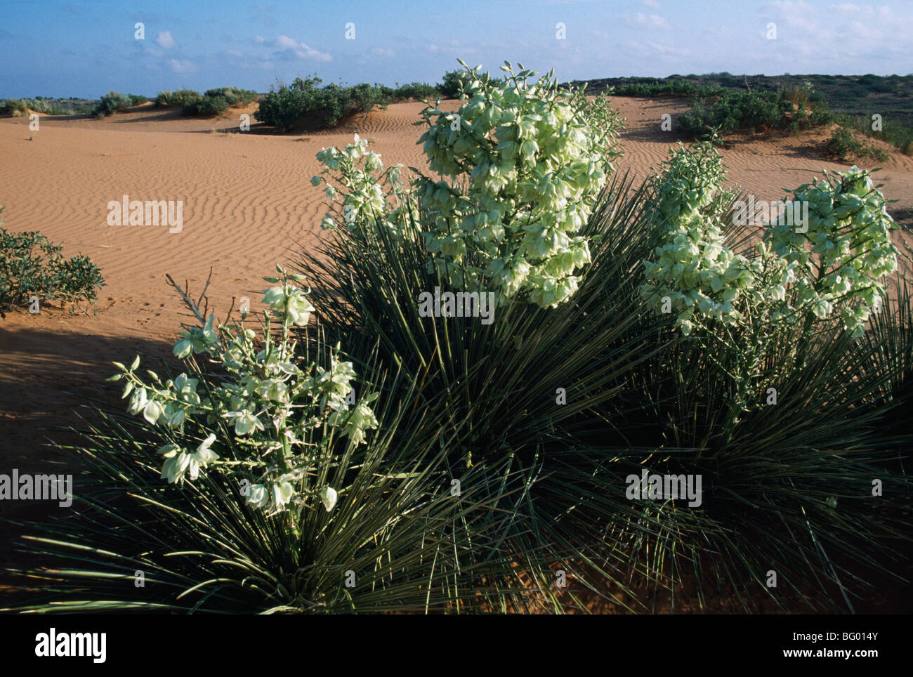 Torey's yucca in bloom on sand dunes, Los Medanos, New Mexico, USA ...
