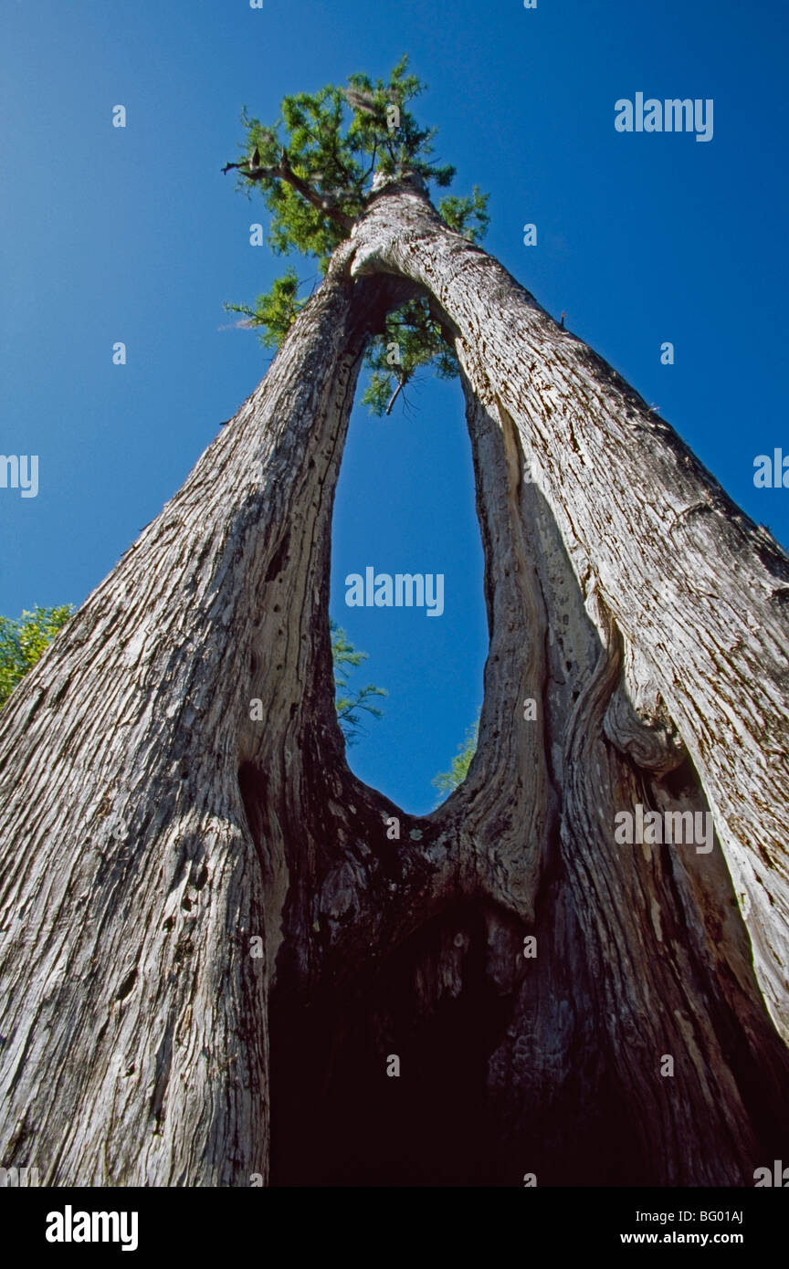 Trunks of bald cypress tree hi-res stock photography and images - Alamy