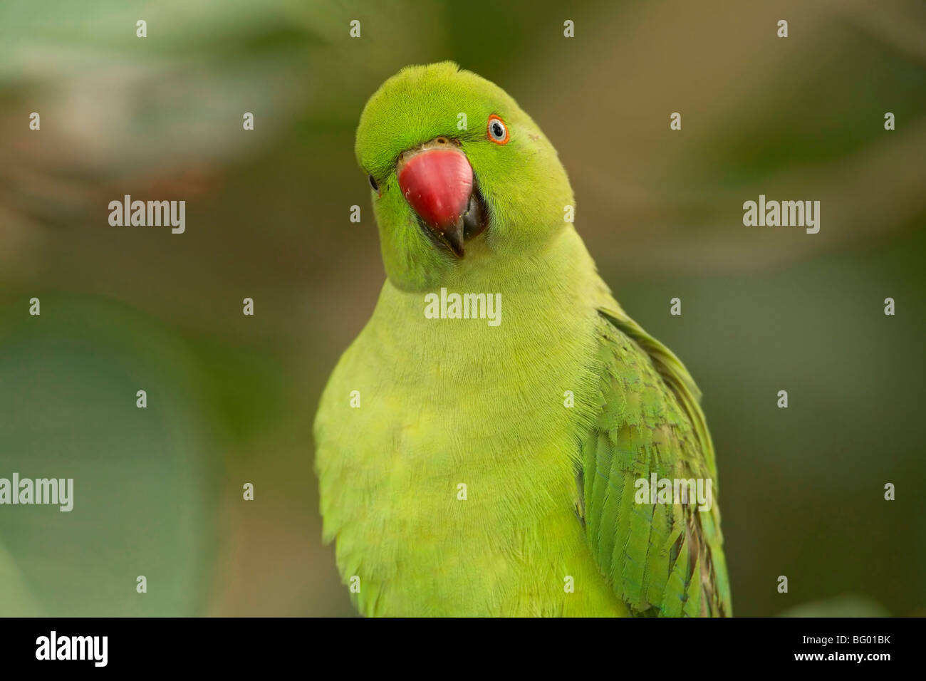 Rose ringed Parakeet close up looking at you Stock Photo - Alamy