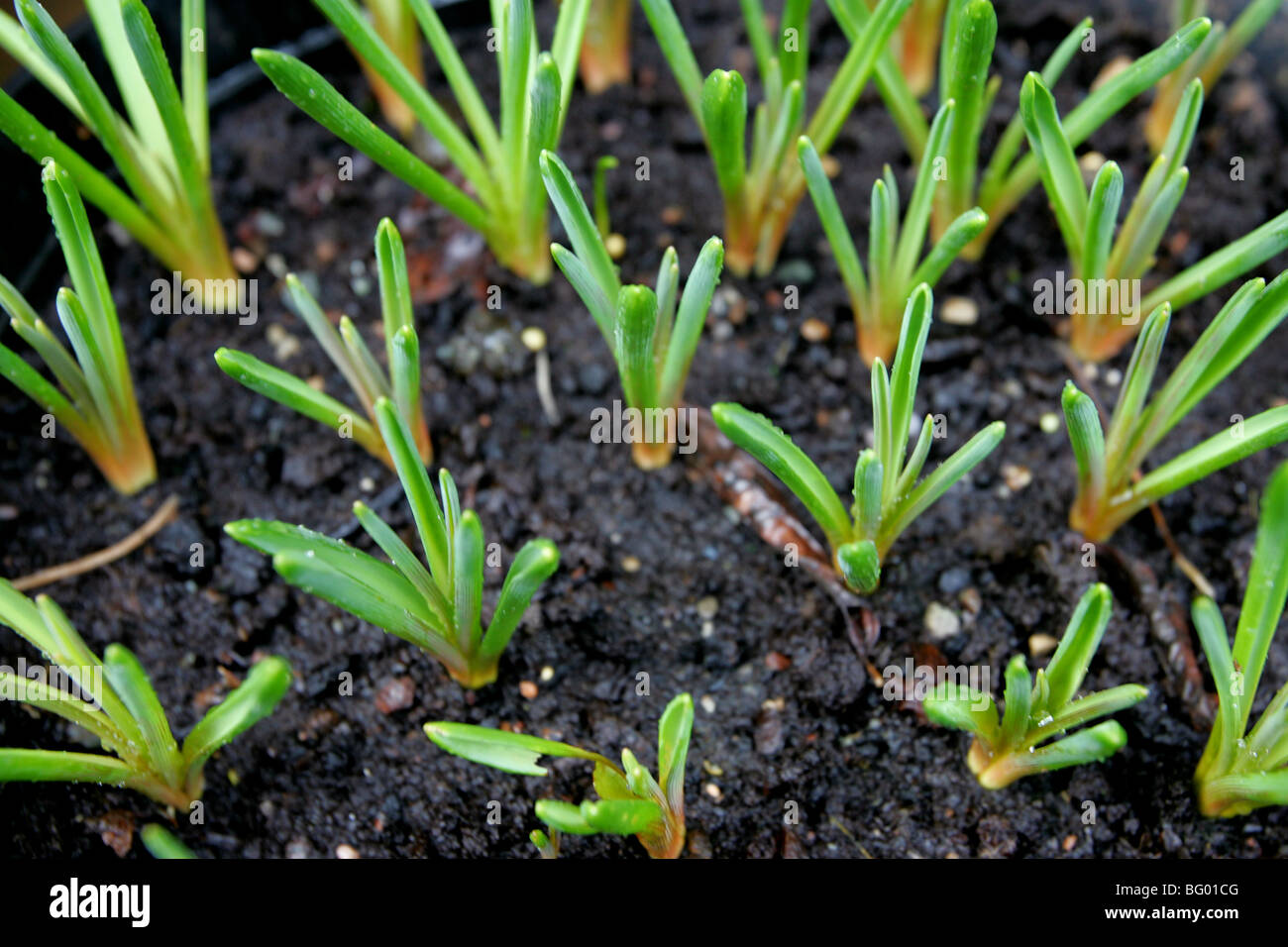 First green shoots hi-res stock photography and images - Alamy