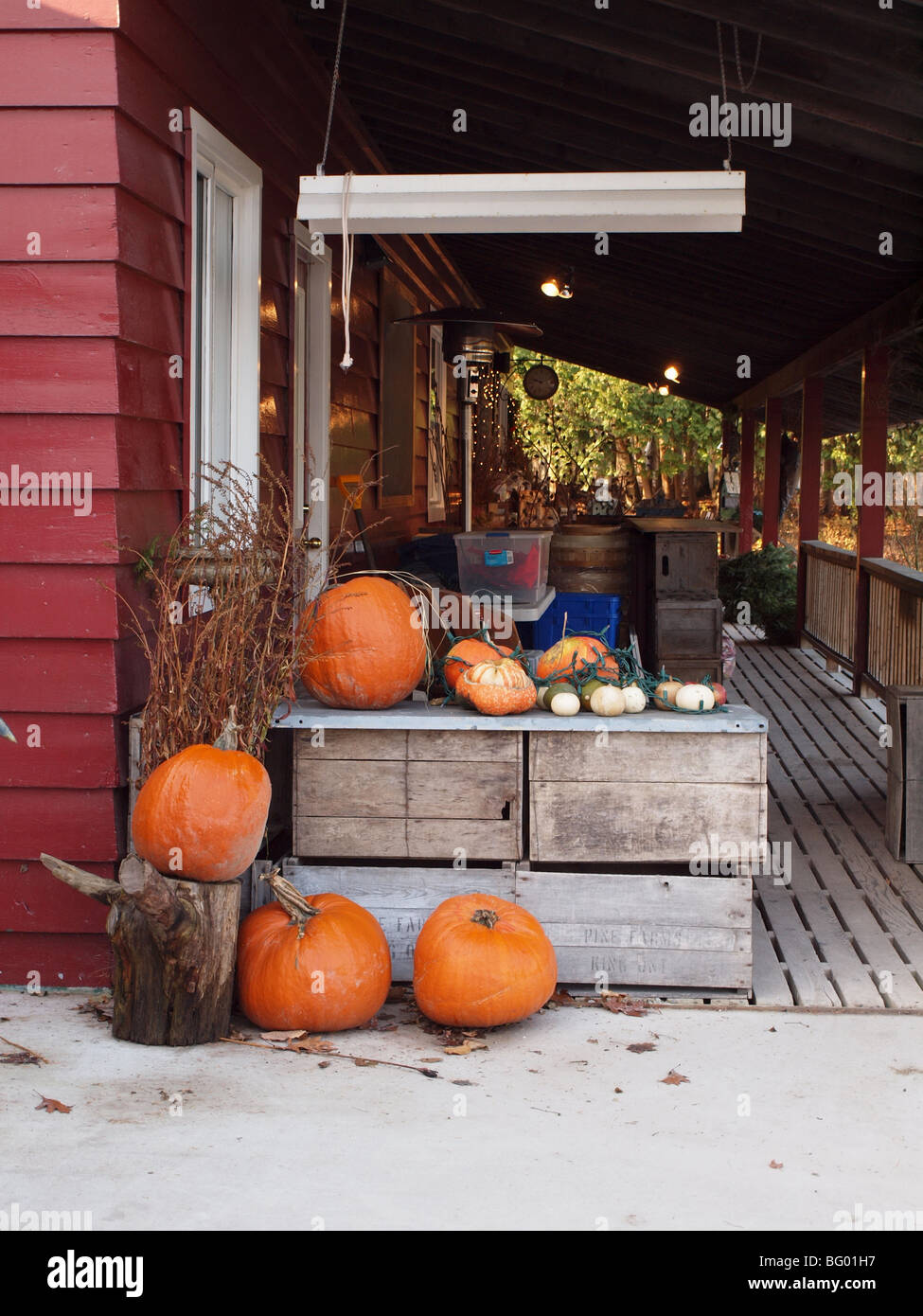 Pine Valley Farm Orchard Stock Photo - Alamy
