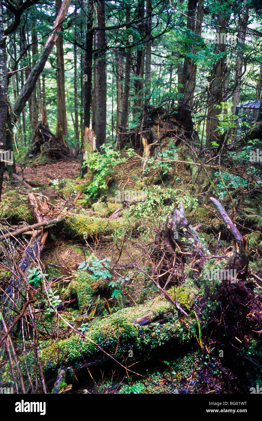 nature natural flower blossom moss rain fallen trunk log fern Stock ...