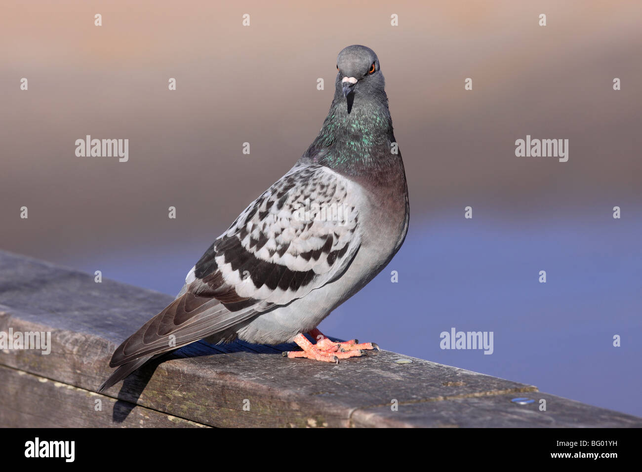 Common rock pigeon hi-res stock photography and images - Alamy