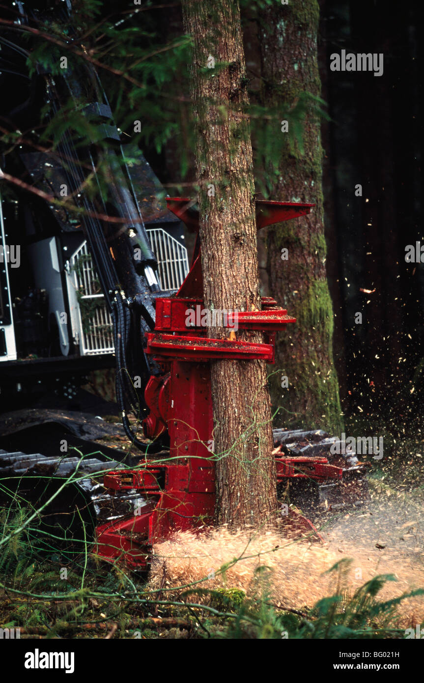 Tree feller hi-res stock photography and images - Alamy