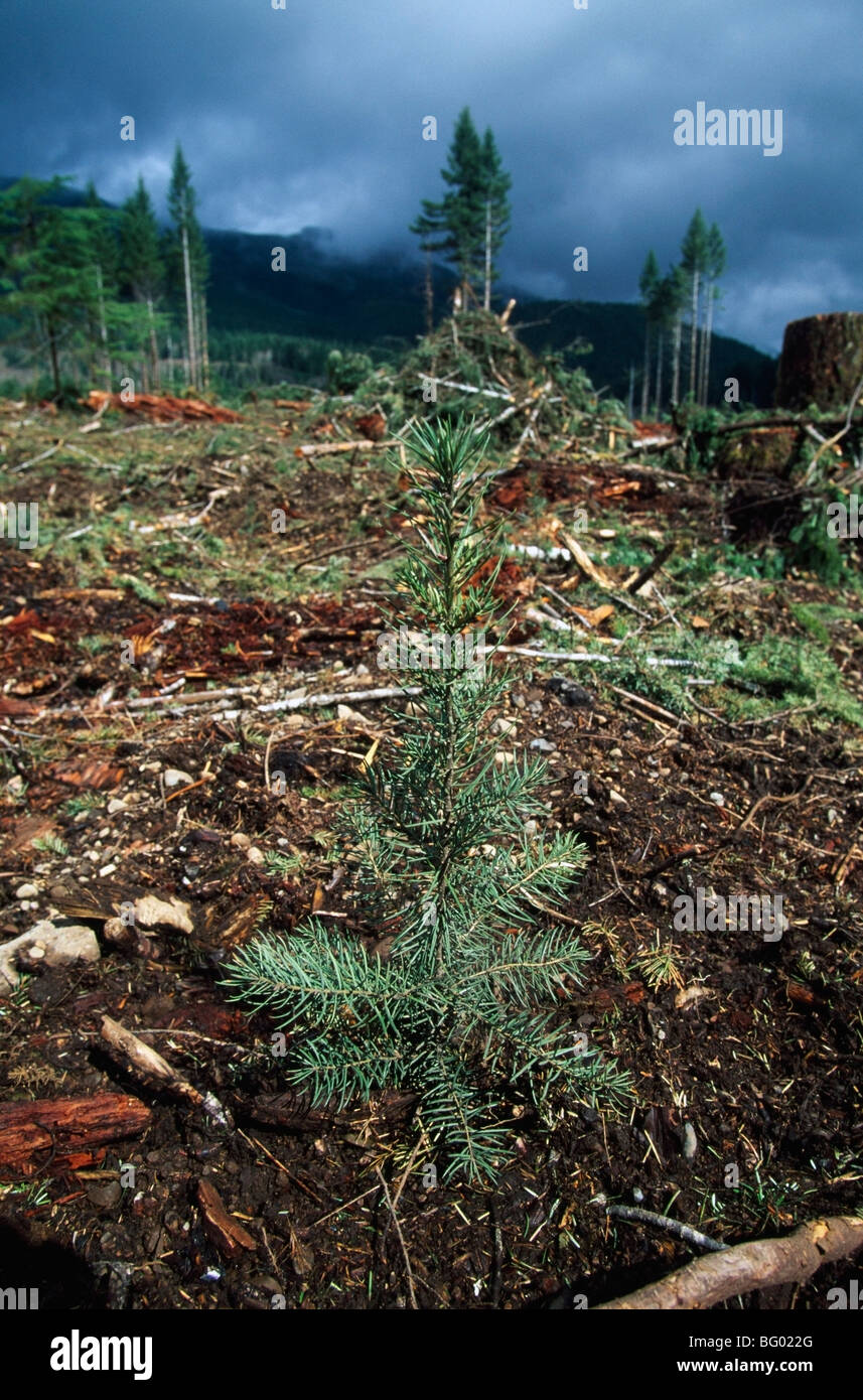 Conifer seedling planted in forest plantation after logging Stock Photo ...