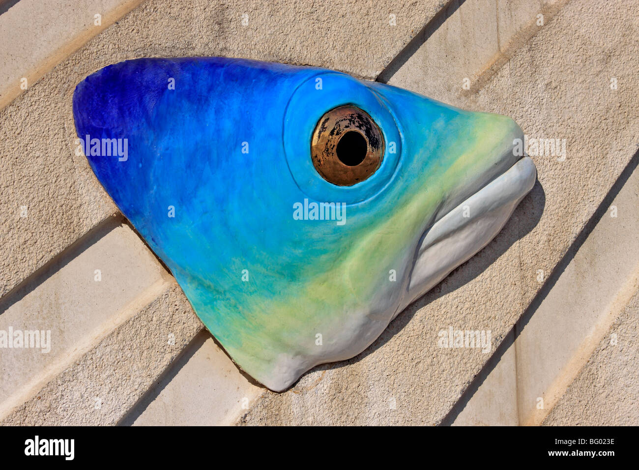Wall mounted fish hi-res stock photography and images - Alamy