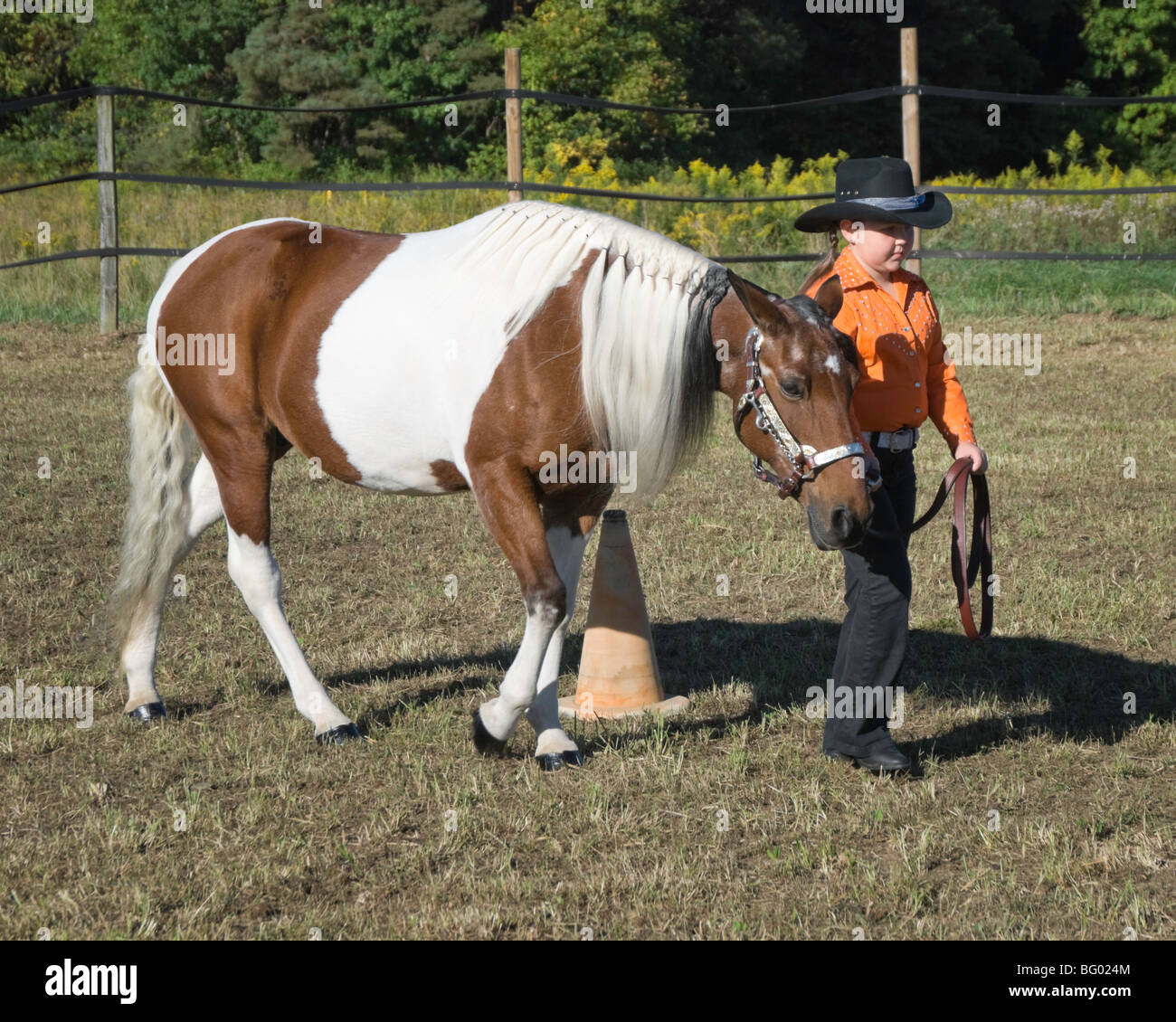 Young girl wearing a cowboy hat competing in a halter class at a horse ...