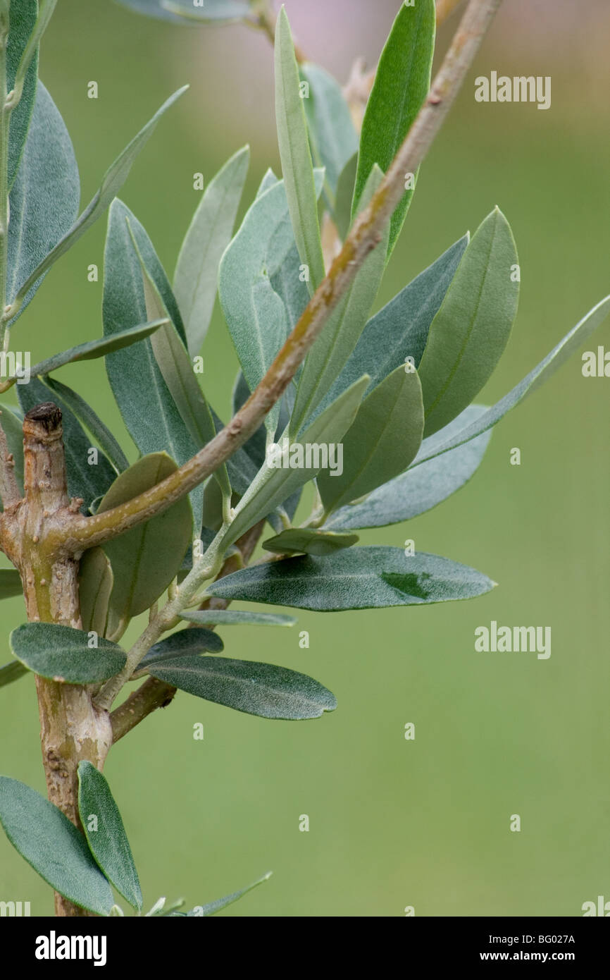 Olive greenery hi-res stock photography and images - Alamy