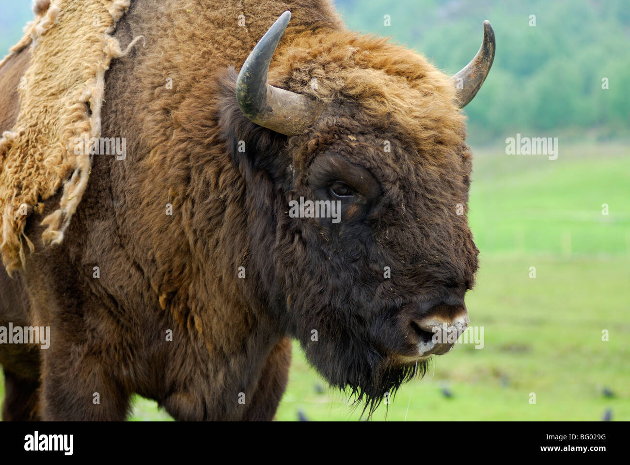 European bison, Highland Wildlife Park, Kincraig, Kingussie, Scotland ...