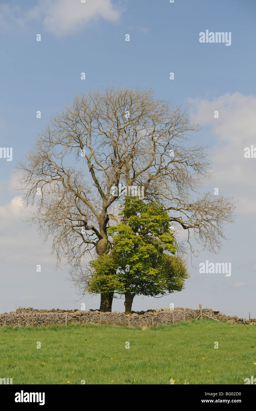 2 Trees Tideswell Derbyshire Peak District Stock Photo - Alamy