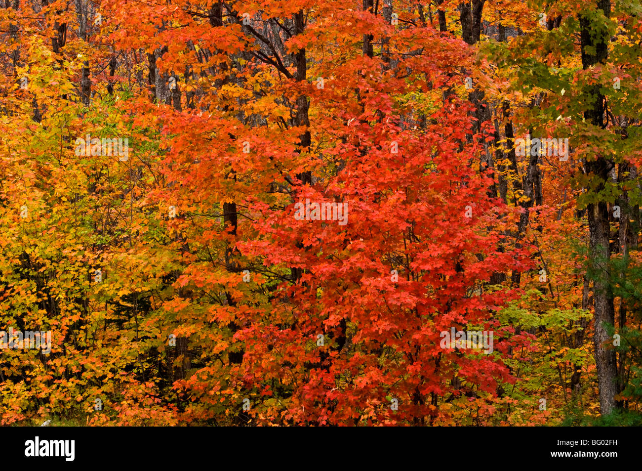 Autumn foliage in a hardwood woodlot, near Iron Bridge, Ontario, Canada ...