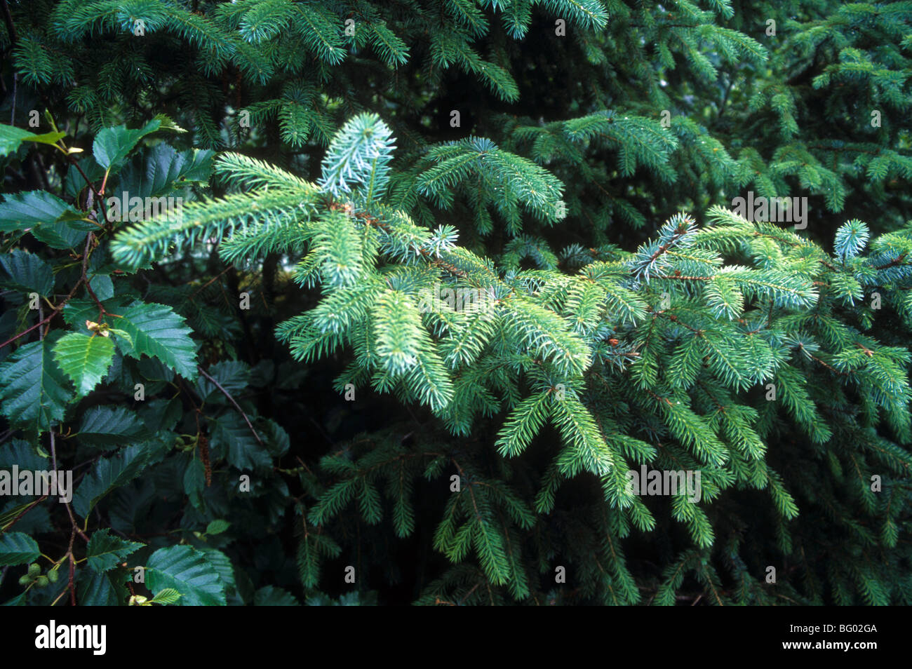 nature natural flower blossom moss rain fallen trunk log fern Stock ...