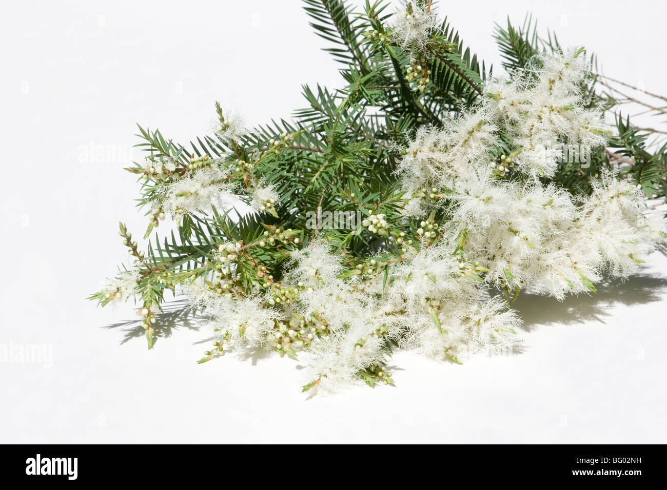 Melaleuca blossoms on white background Stock Photo - Alamy
