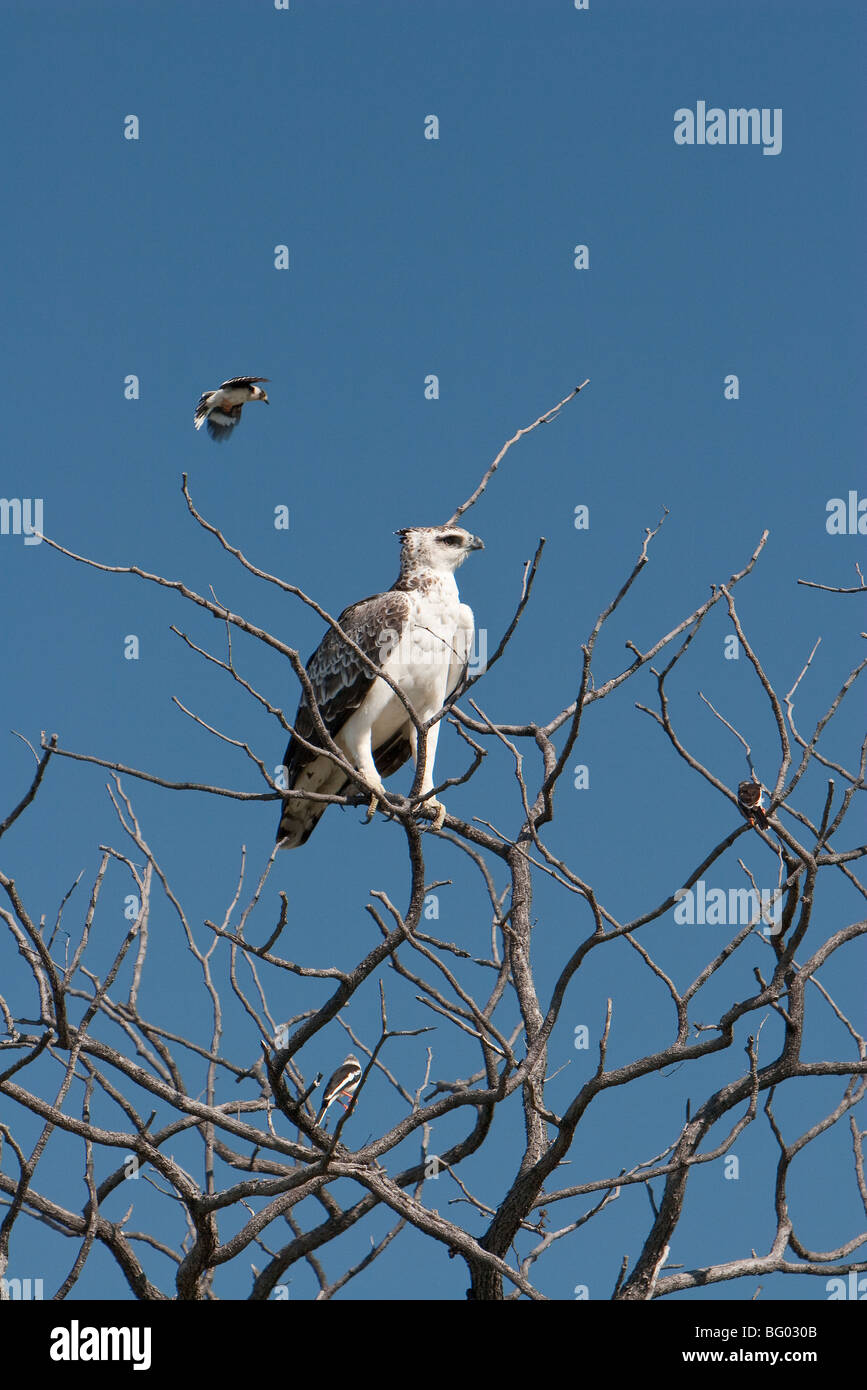 Crowned Eagle is Africa's most powerful and ferocious eagle in terms of ...
