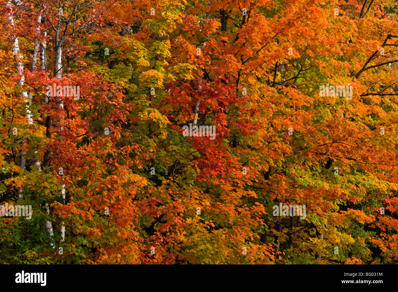 Roadside red maples in fall colour, Iron Bridge to Elliot Lake, Ontario ...