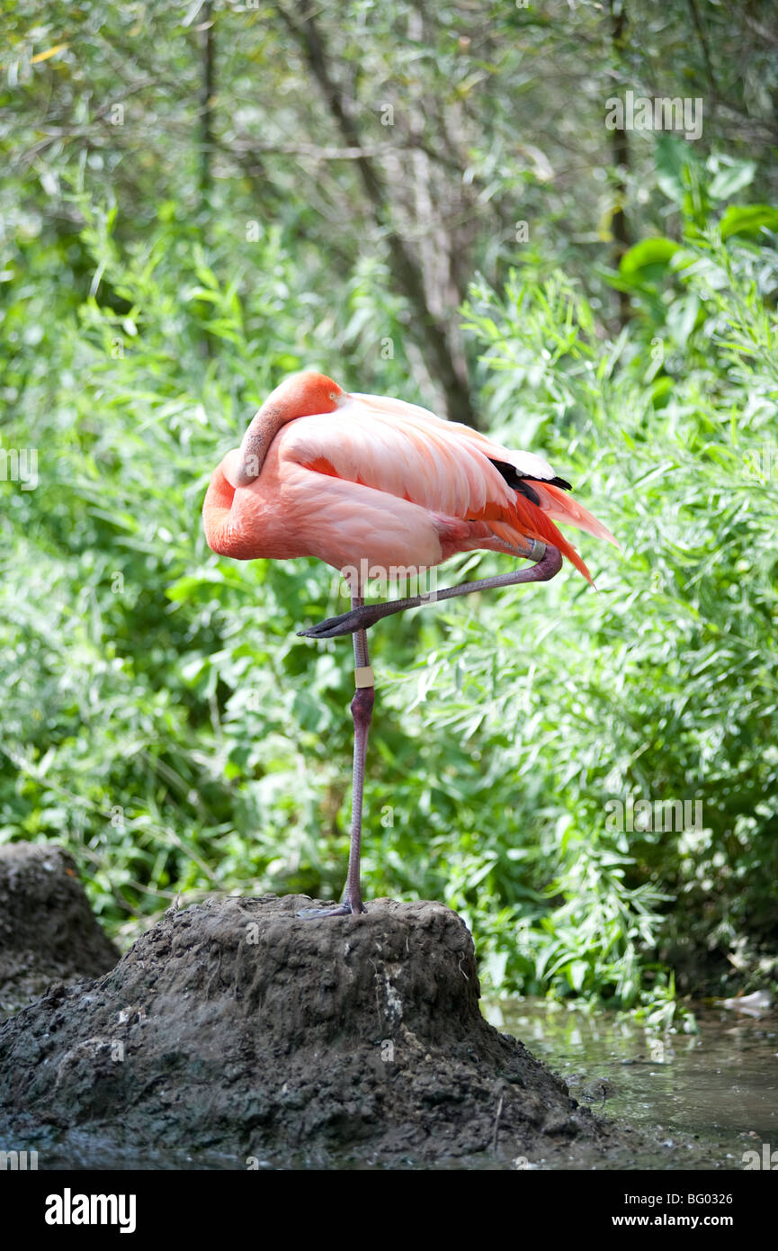 Pink Flamingo standing on one leg Stock Photo - Alamy
