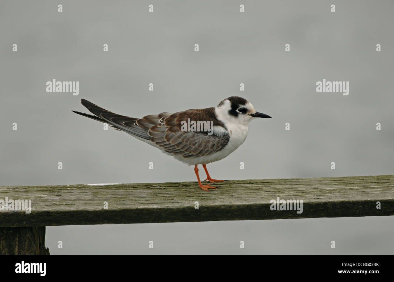 White winged black tern uk hi-res stock photography and images - Alamy