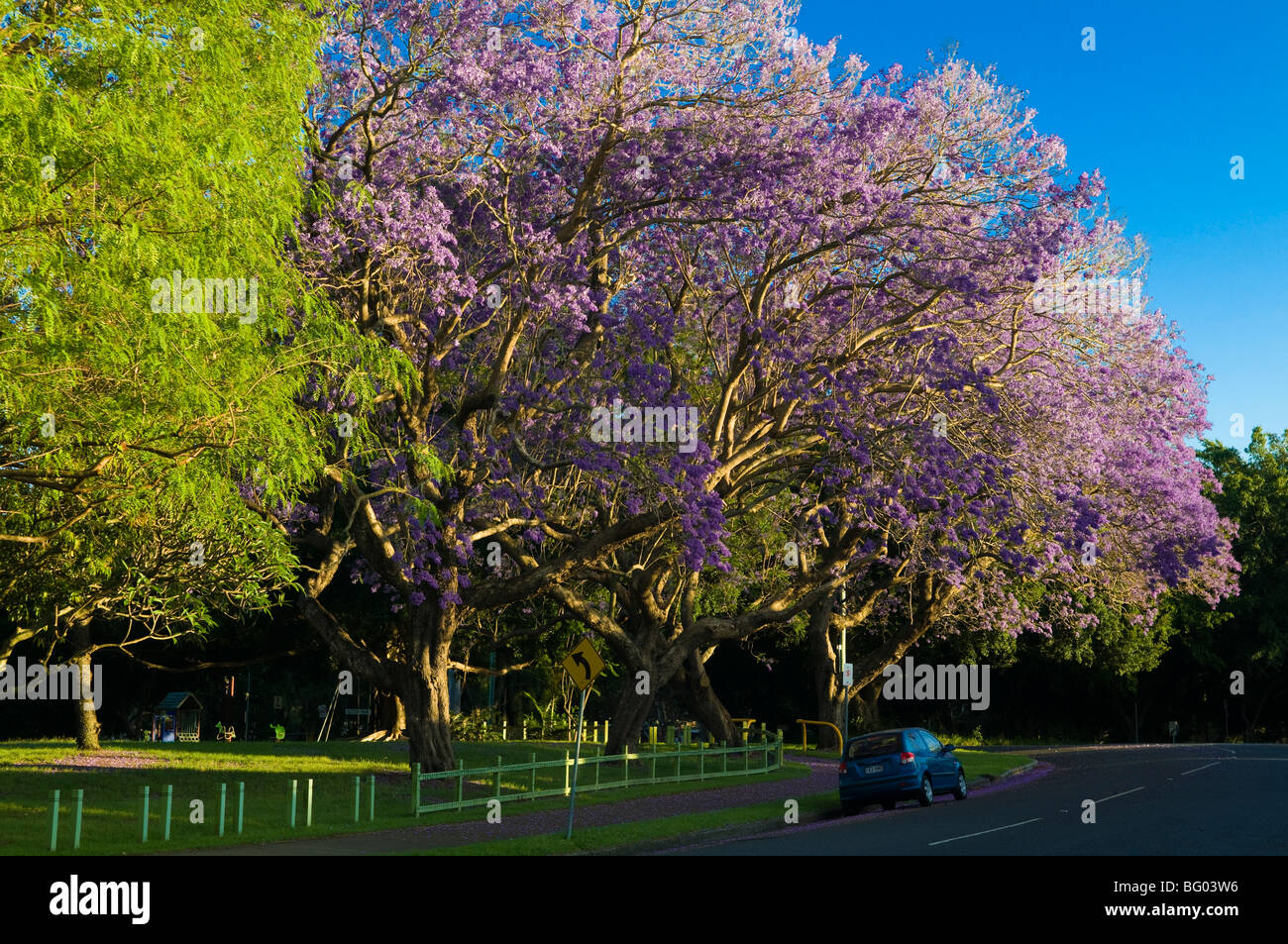 Jacaranda trees in bloom, Queensland, Australia Stock Photo - Alamy
