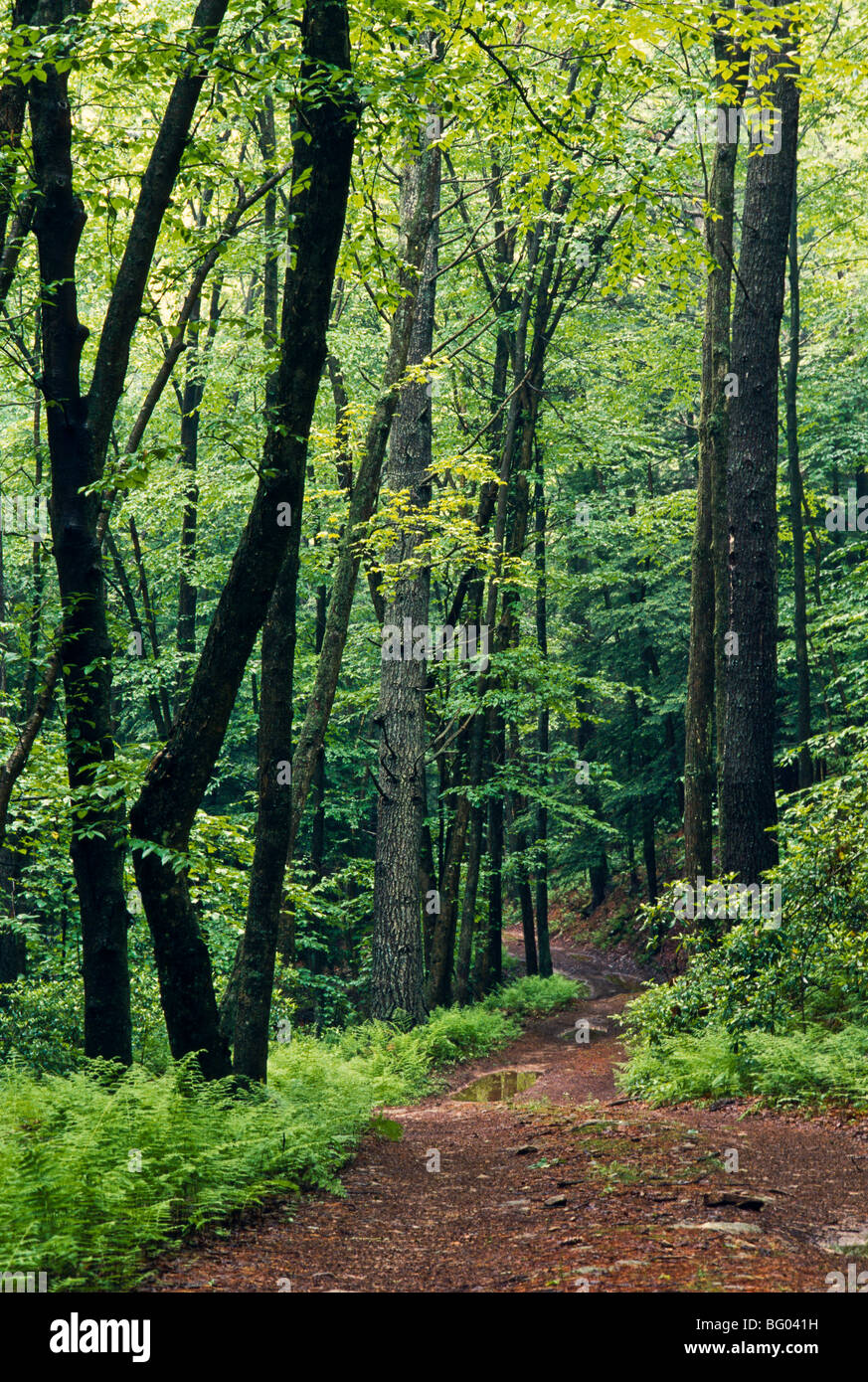 Forest track, Pennsylvania, USA Stock Photo - Alamy