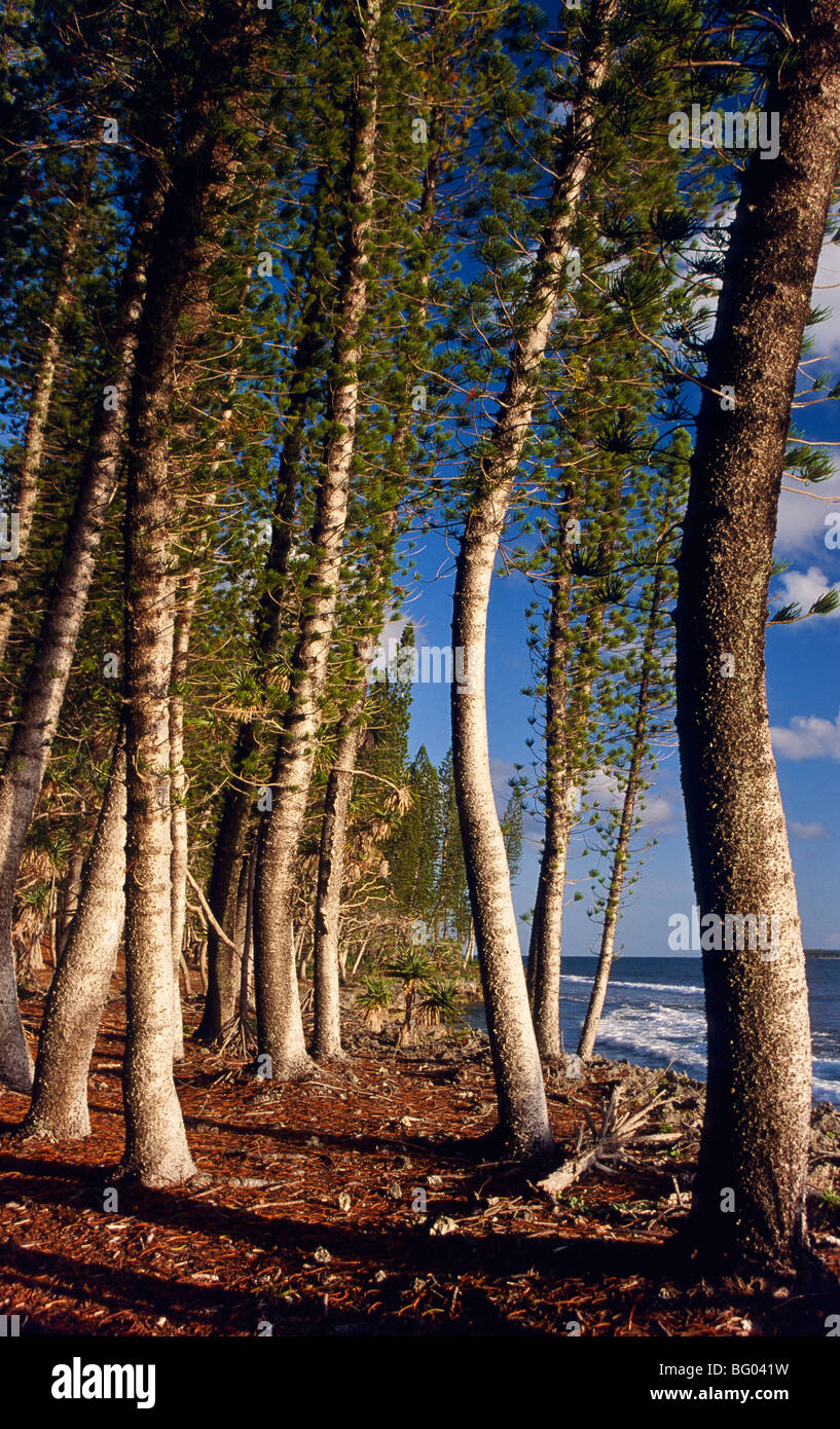 Endemic cook pines hi-res stock photography and images - Alamy