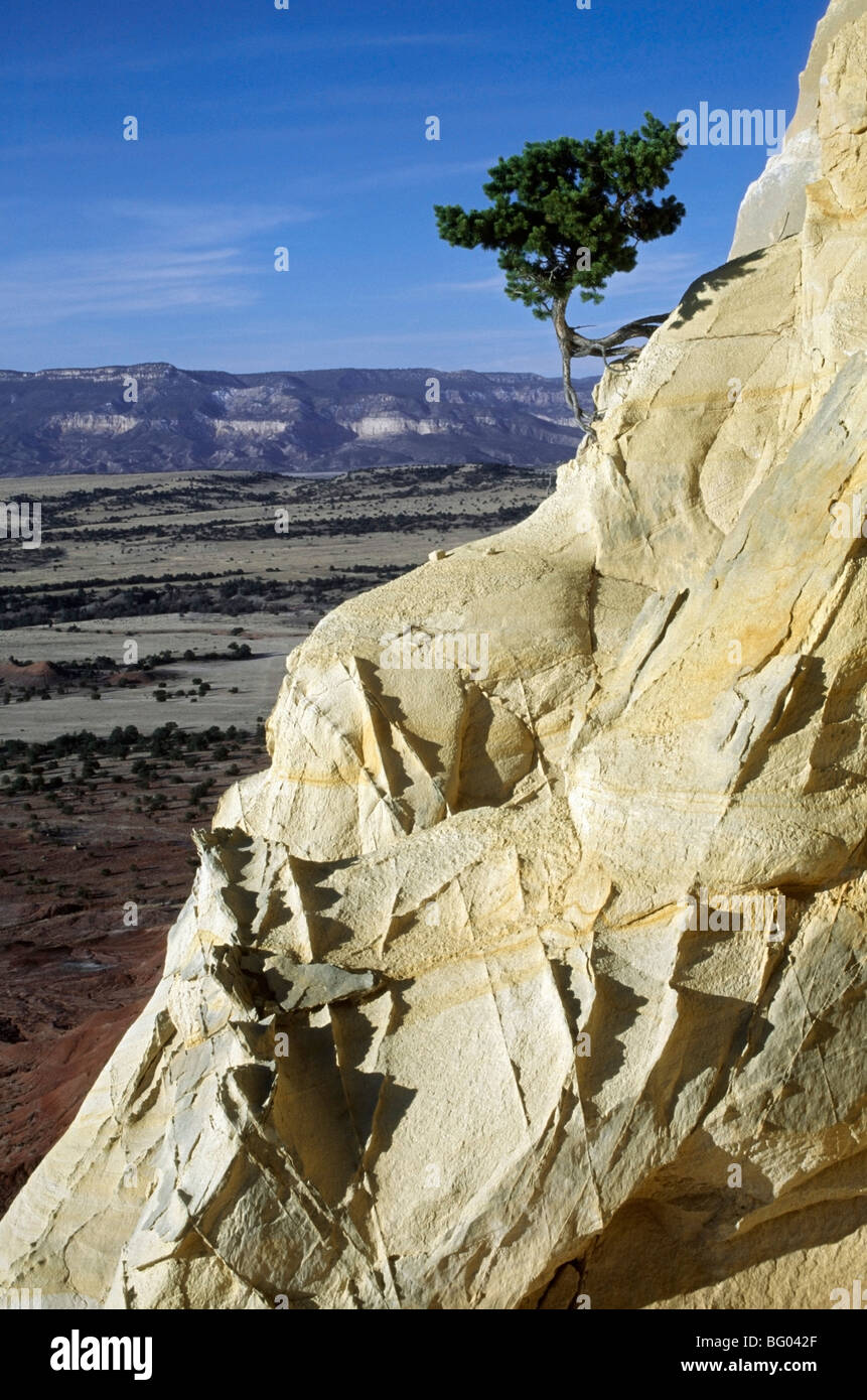Exposed roots of slope hi-res stock photography and images - Alamy