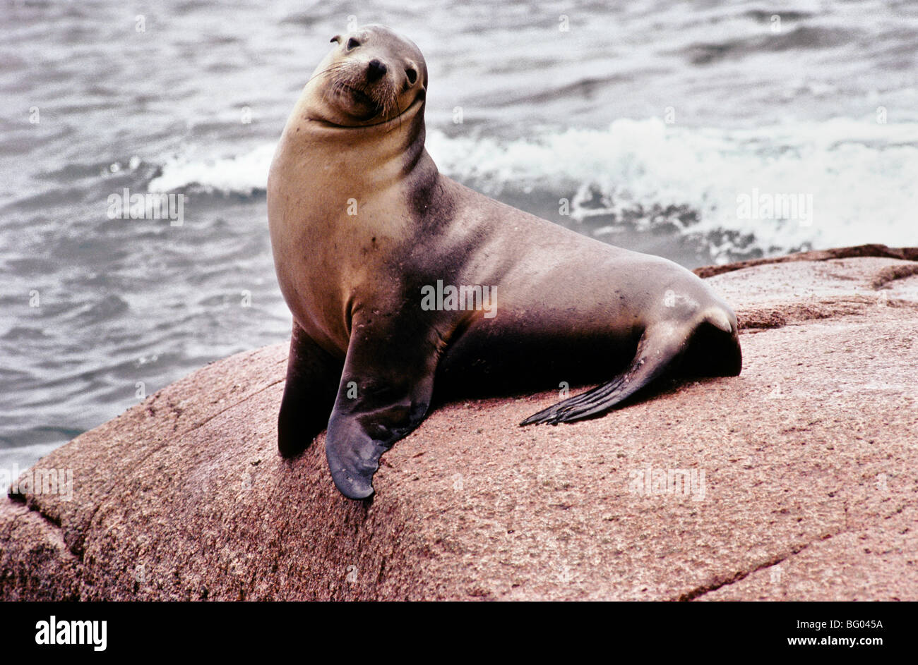 Sea lion Point Labatt Eyre Peninsula South Australia Australia Neophoca ...