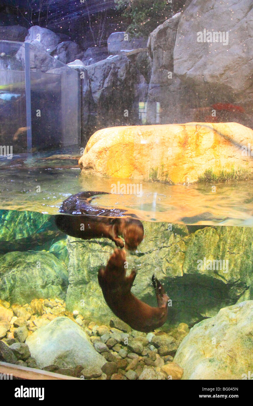Otter; The Wild Center; Tupper Lake; Adirondacks; New York Stock Photo ...