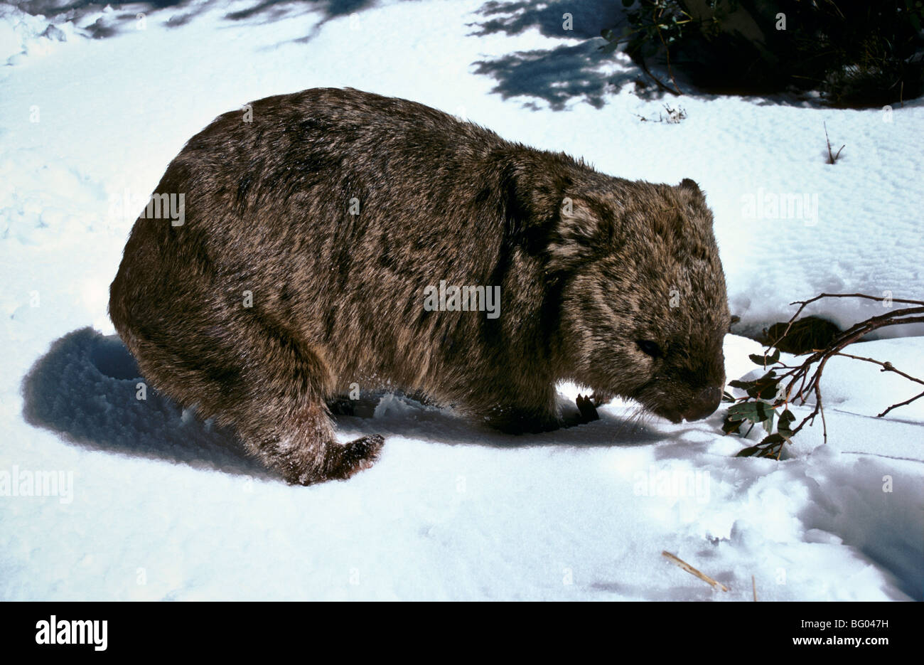 Wombat habitat hi-res stock photography and images - Alamy