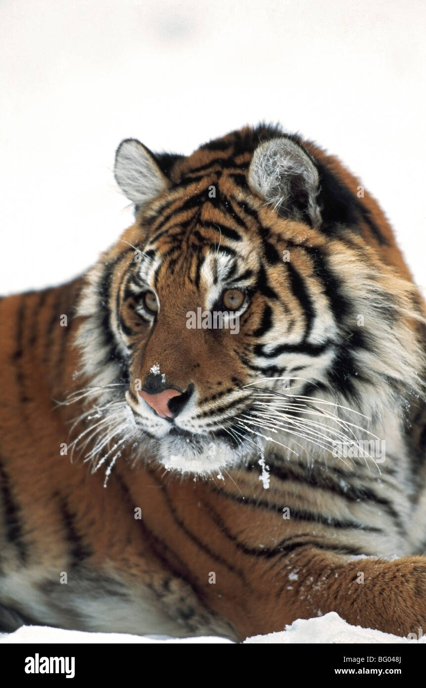 Siberian tiger (Panthera tigris altaica Stock Photo - Alamy