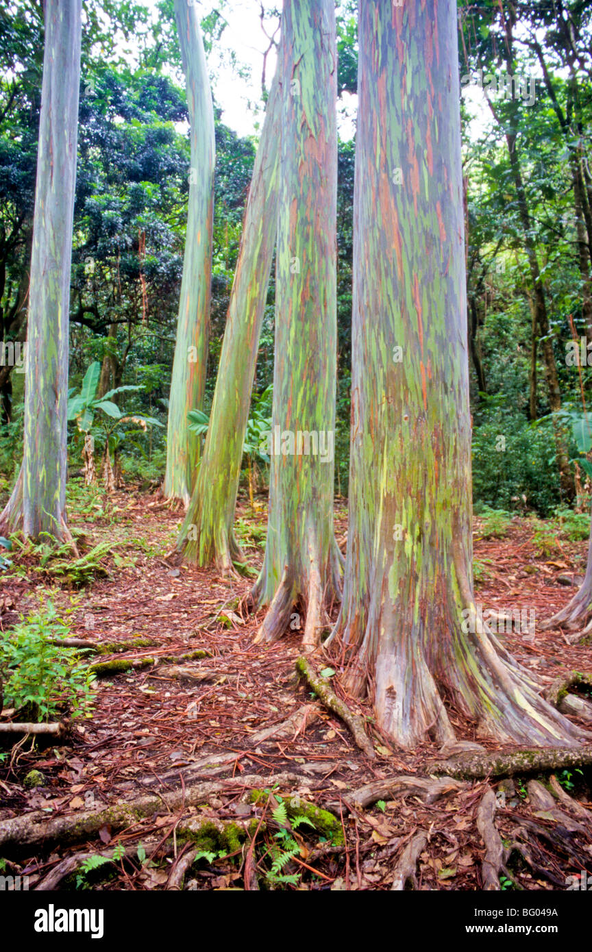 nature natural rain roots fresh Stock Photo - Alamy