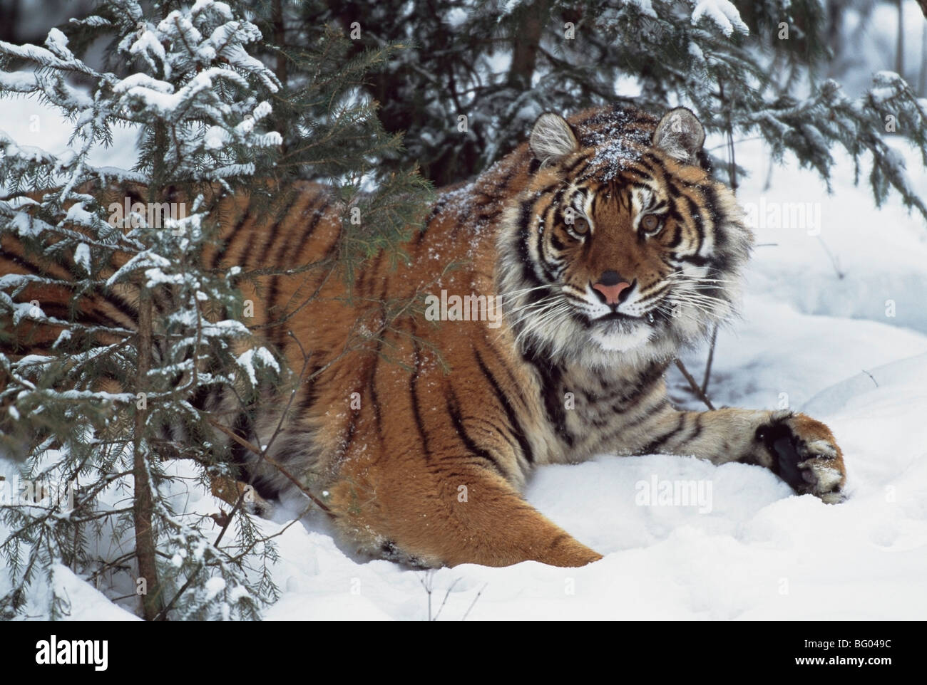 Siberian tiger snow forest hi-res stock photography and images - Alamy
