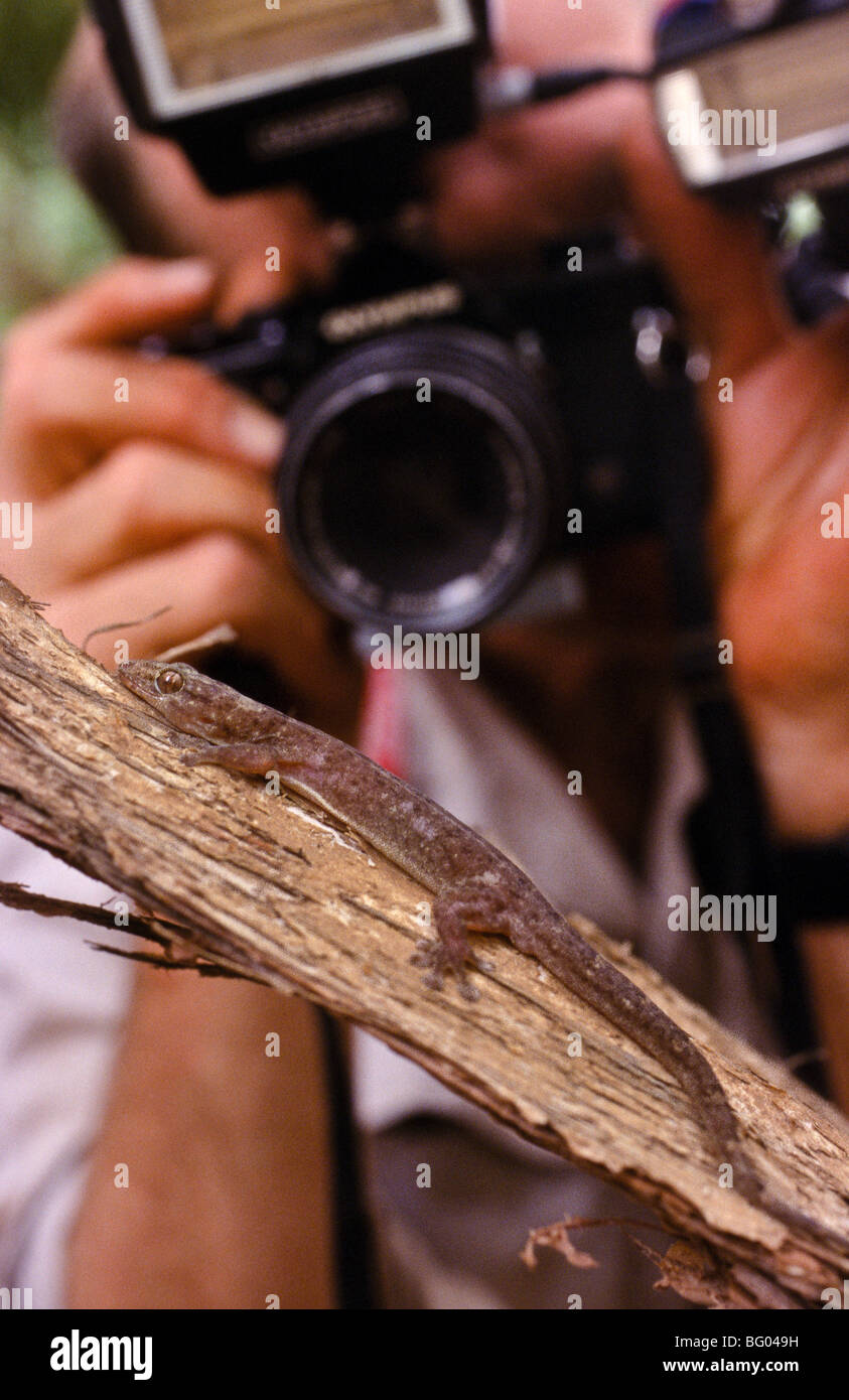 Person Ping gecko, Australia Stock Photo - Alamy