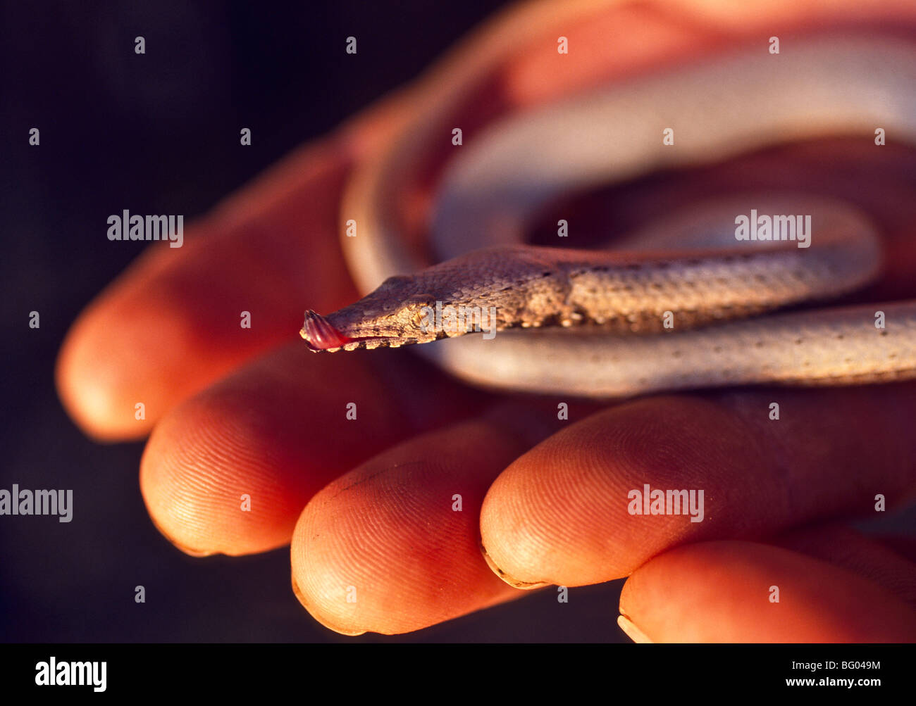 Snake lizard or Legless lizard, Australia Stock Photo - Alamy