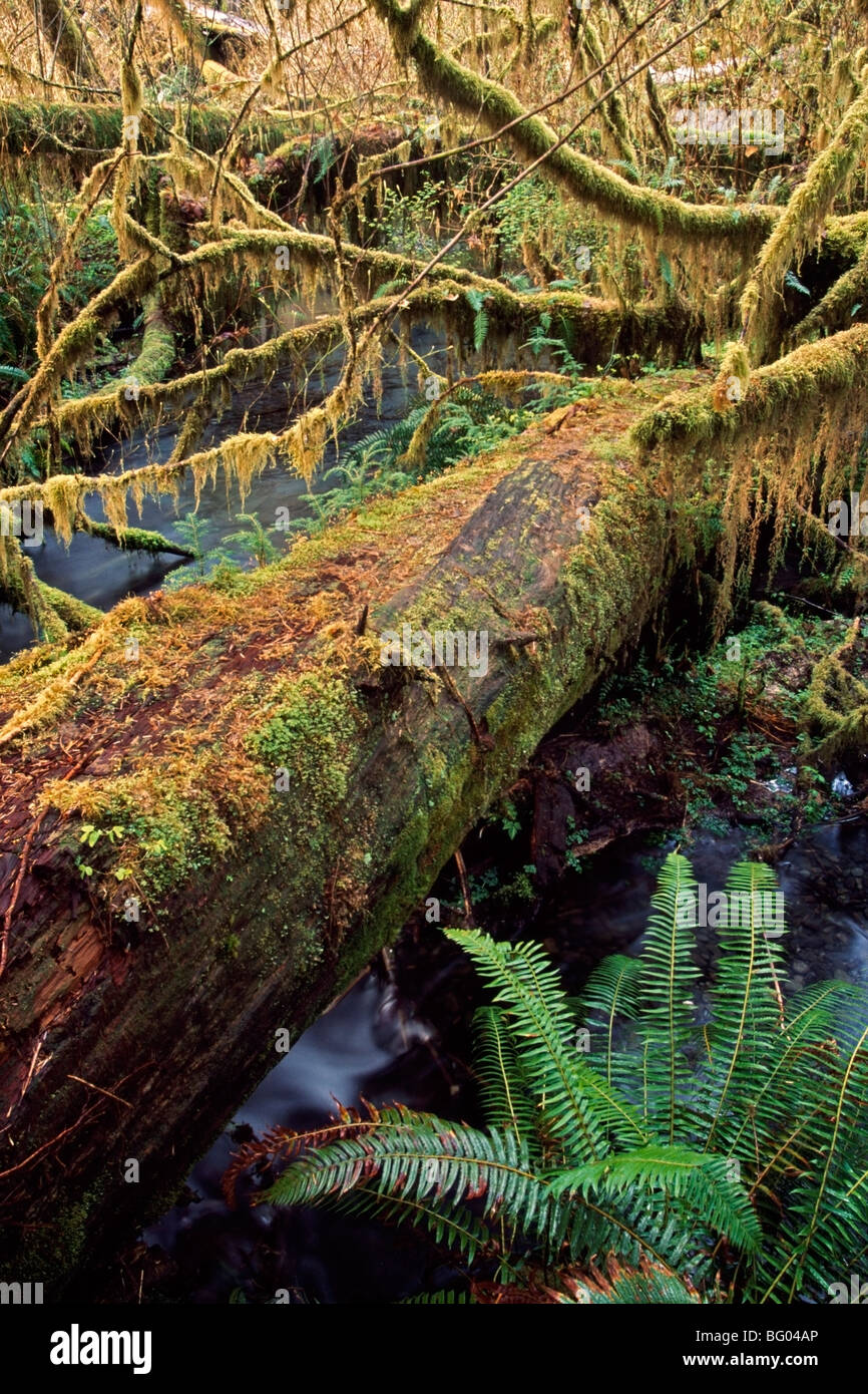 Mossy log laying over stream Stock Photo - Alamy