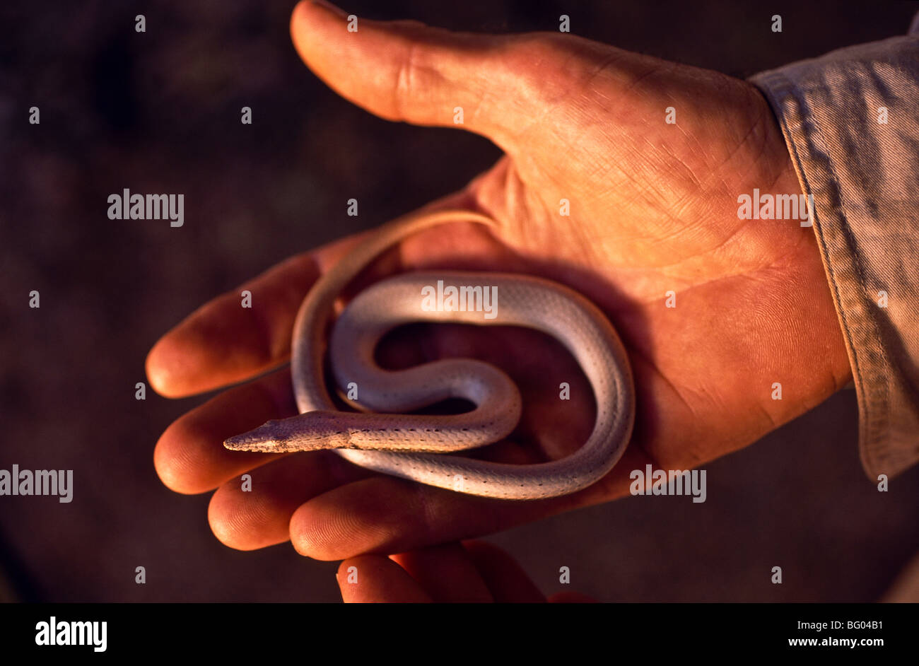 Snake lizard legless lizard australia hi-res stock photography and ...