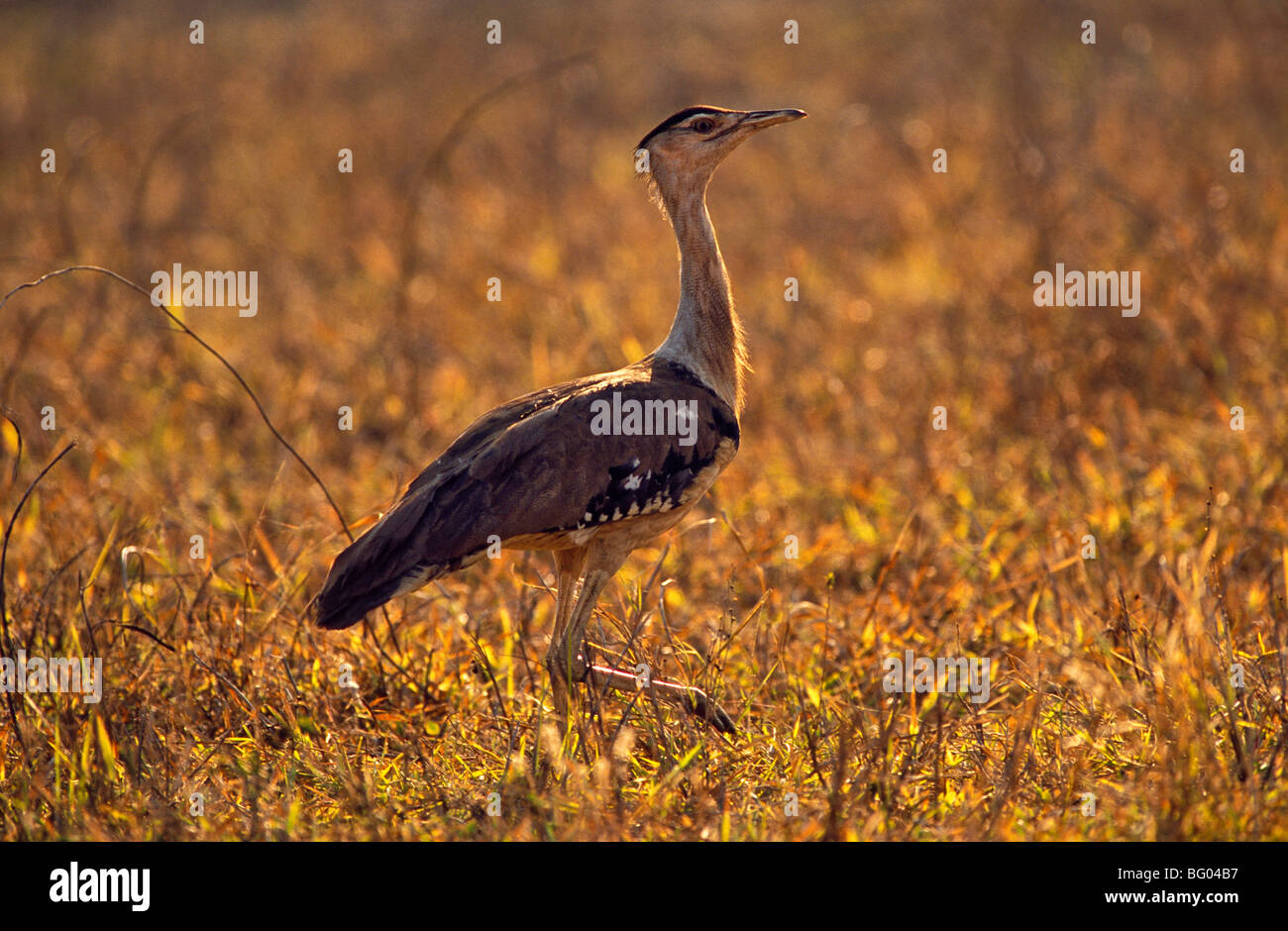Australian bustard plains turkey australia hi-res stock photography and ...
