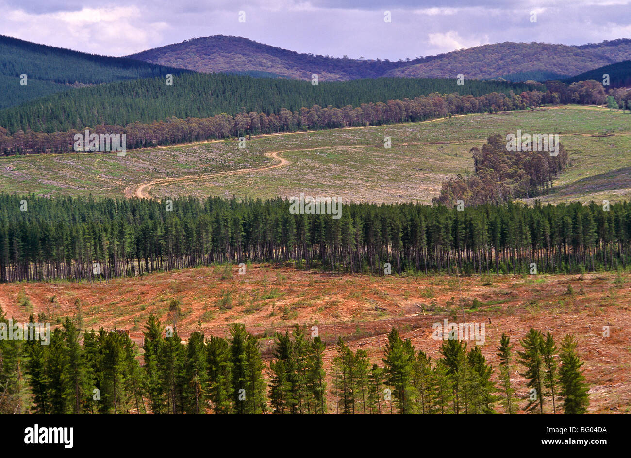 Clear felling pine plantation, Australia Stock Photo - Alamy