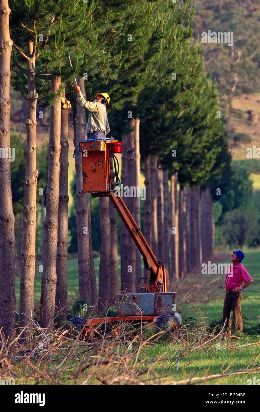 Pinus radiata plantation hi-res stock photography and images - Alamy